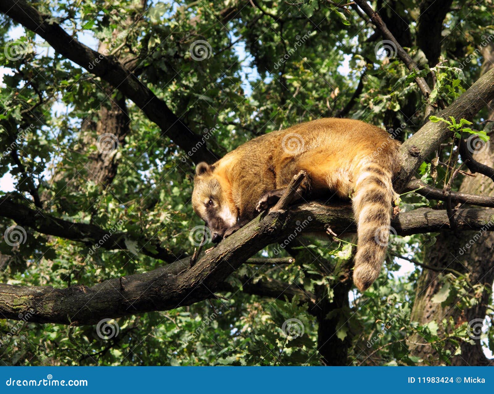Coati on a tree branch stock photo. Image of american - 11983424