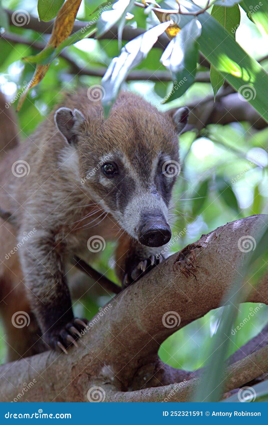 A coati in a tree stock image. Image of america, animal - 252321591