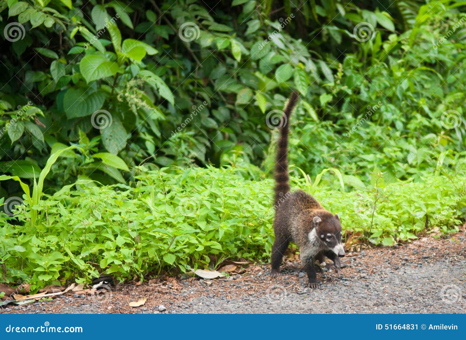 Coati stock image. Image of coati, tail, habitat, rainforest - 51664831