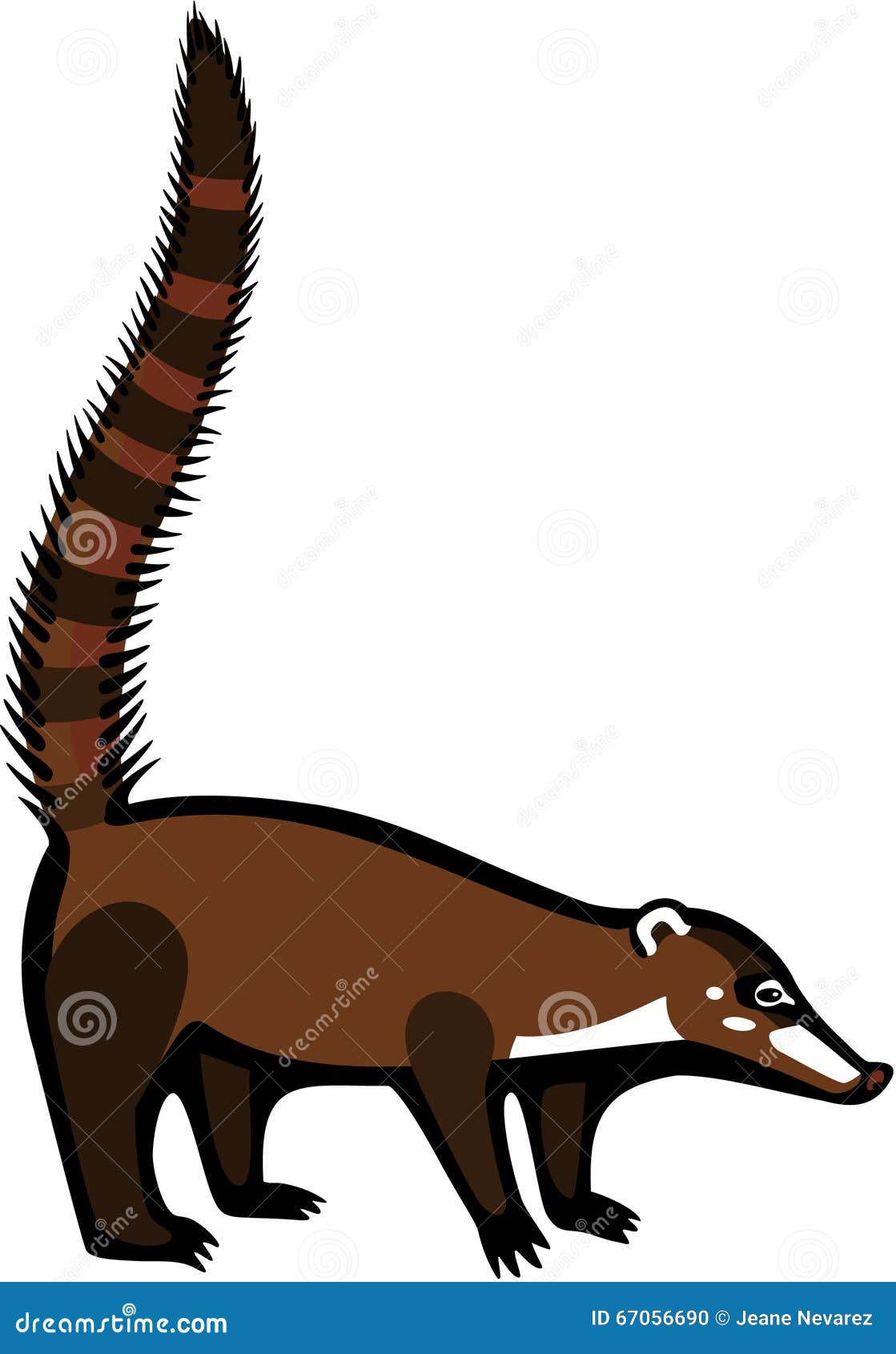 Coatimundi stock vector. Illustration of tail, color - 67056690