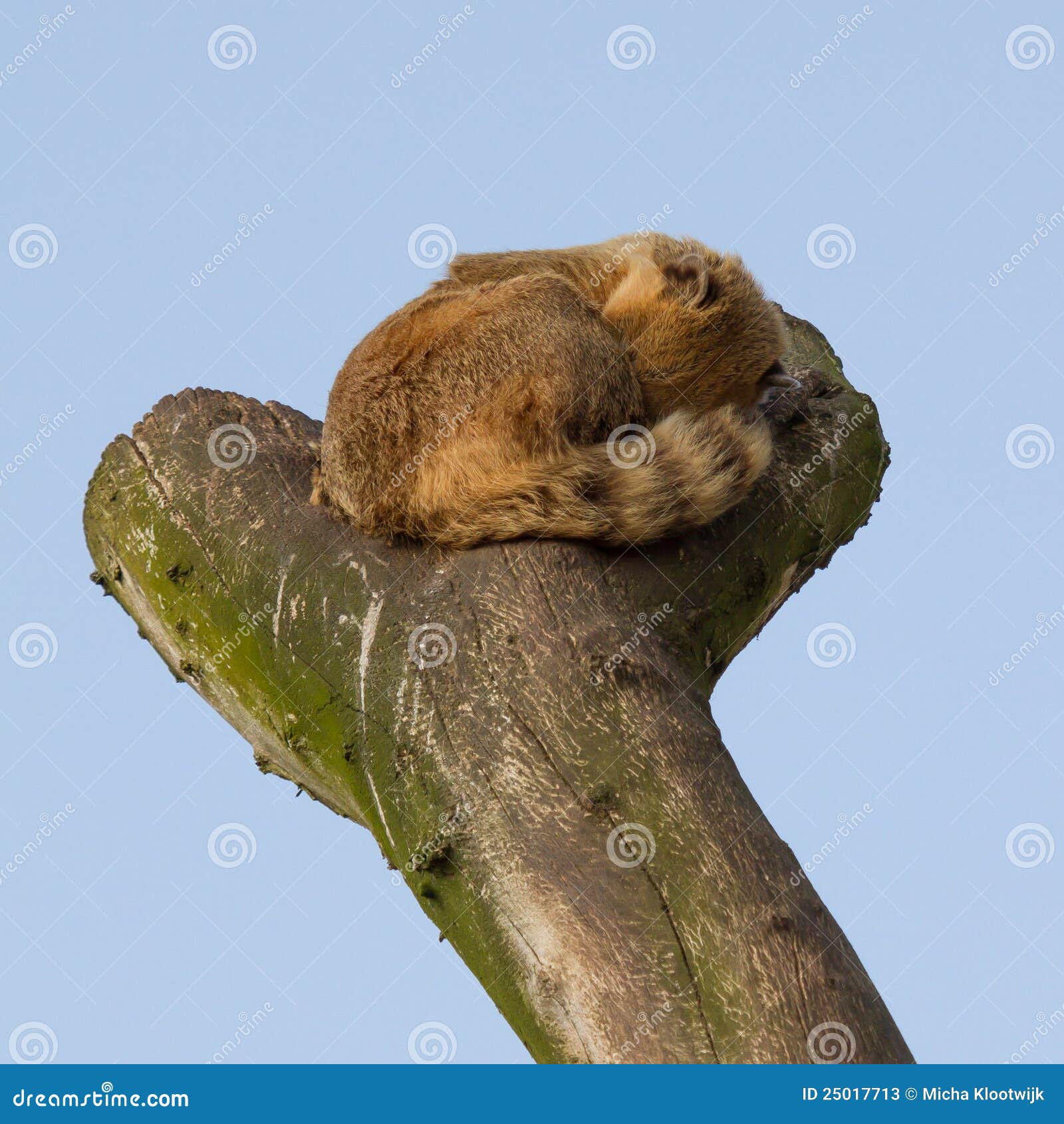 A coatimundi is sleeping stock image. Image of holland - 25017713