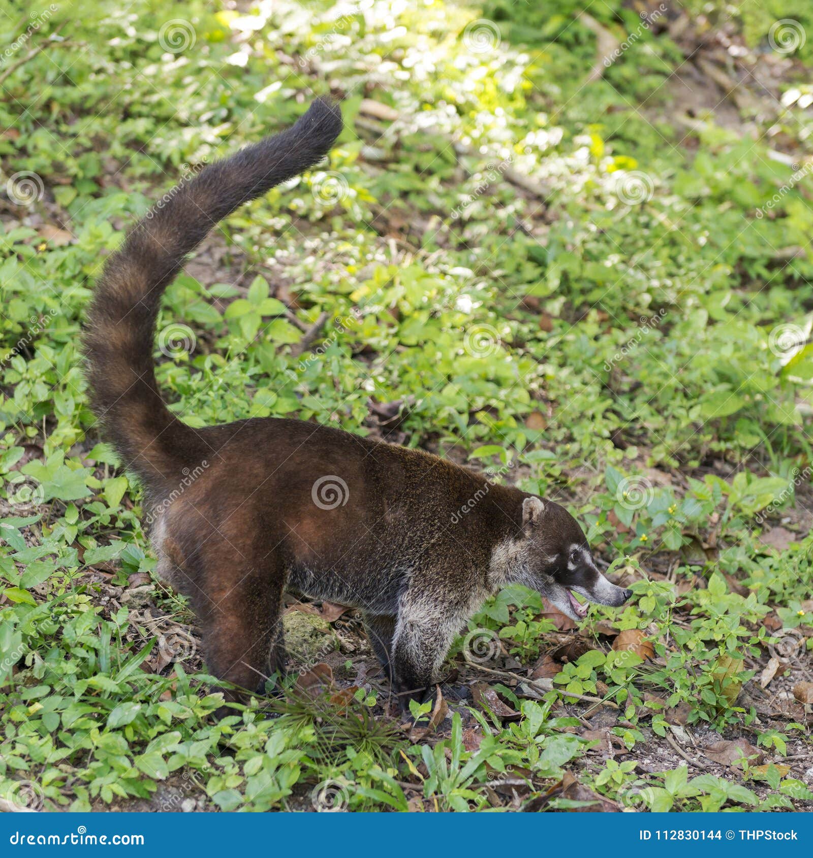 Coatimundi at Tikal Guatemala Stock Photo - Image of wildlife, animal ...