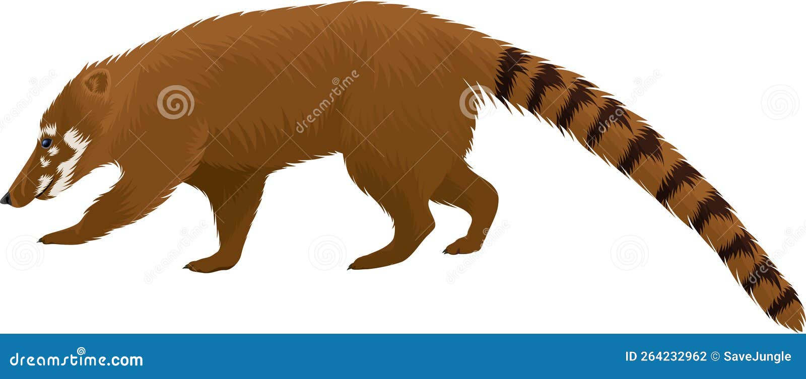 Coatis, Also Known As Coatimundis Stock Vector - Illustration of ...