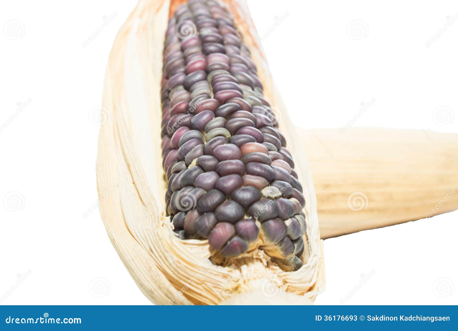 Cob of black-blue corn stock image. Image of food, sweetcorn - 36176693