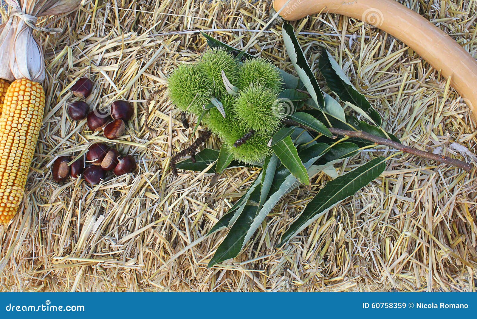 Cob Chestnuts and Pumpkin on the Straw Stock Image - Image of chestnuts ...
