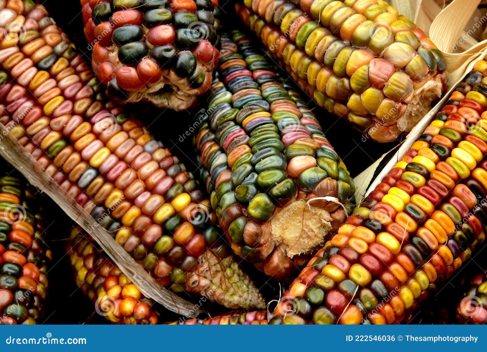 Colors of Nature - Rainbow Corn Stock Photo - Image of fresh, holiday ...