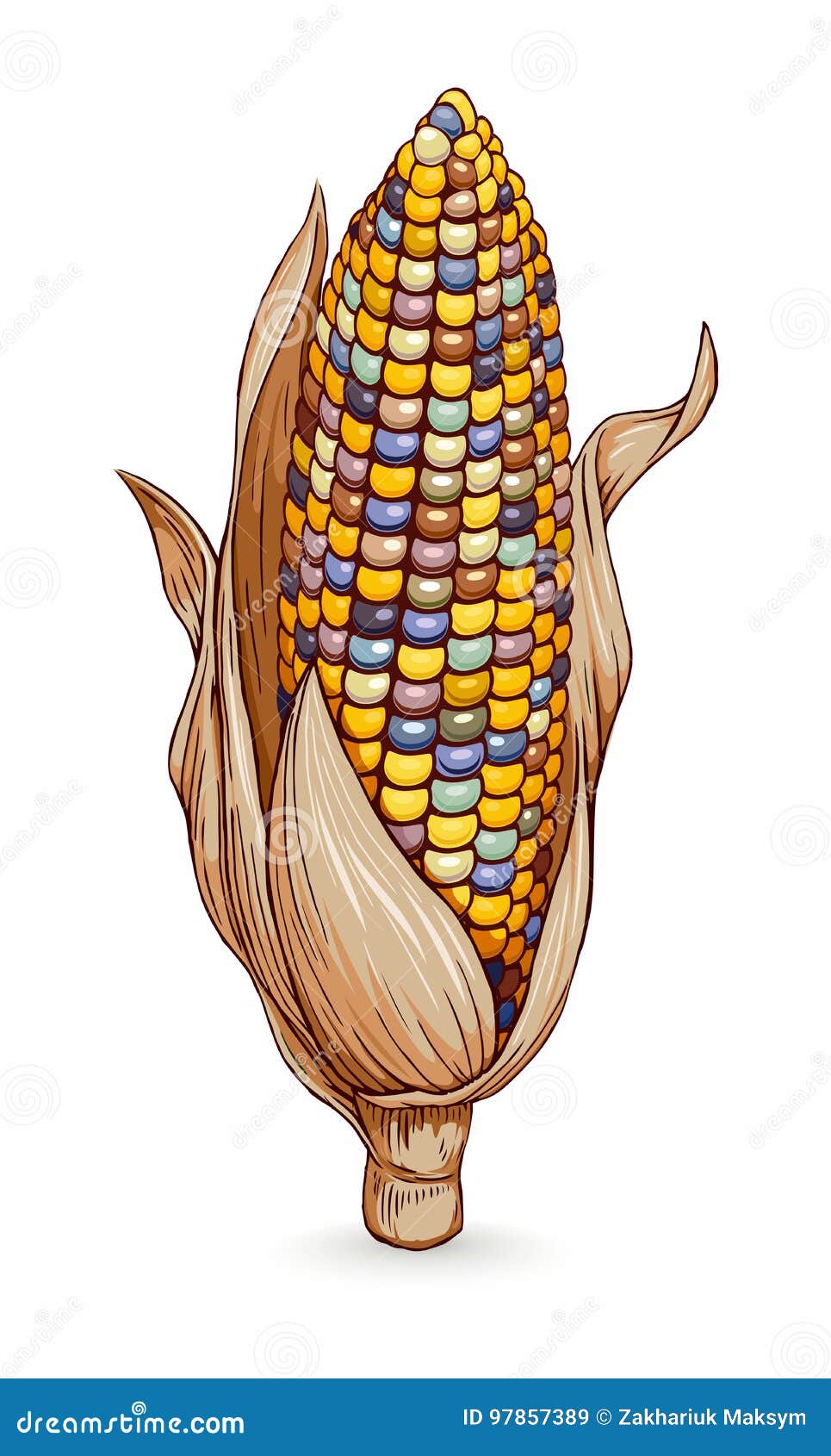 Indian Corn Clipart Black And White Page 19 | Indian Corn Vector Art,