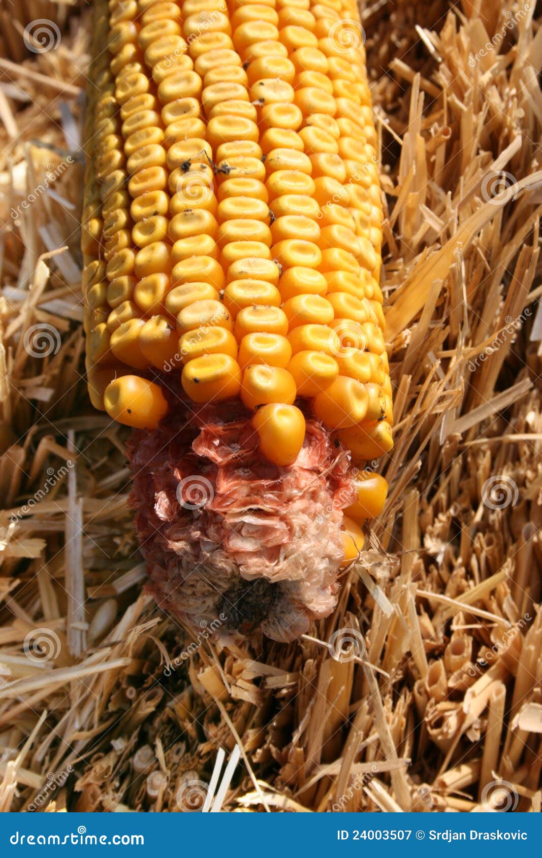 Cob corn stock image. Image of storage, organic, natural - 24003507
