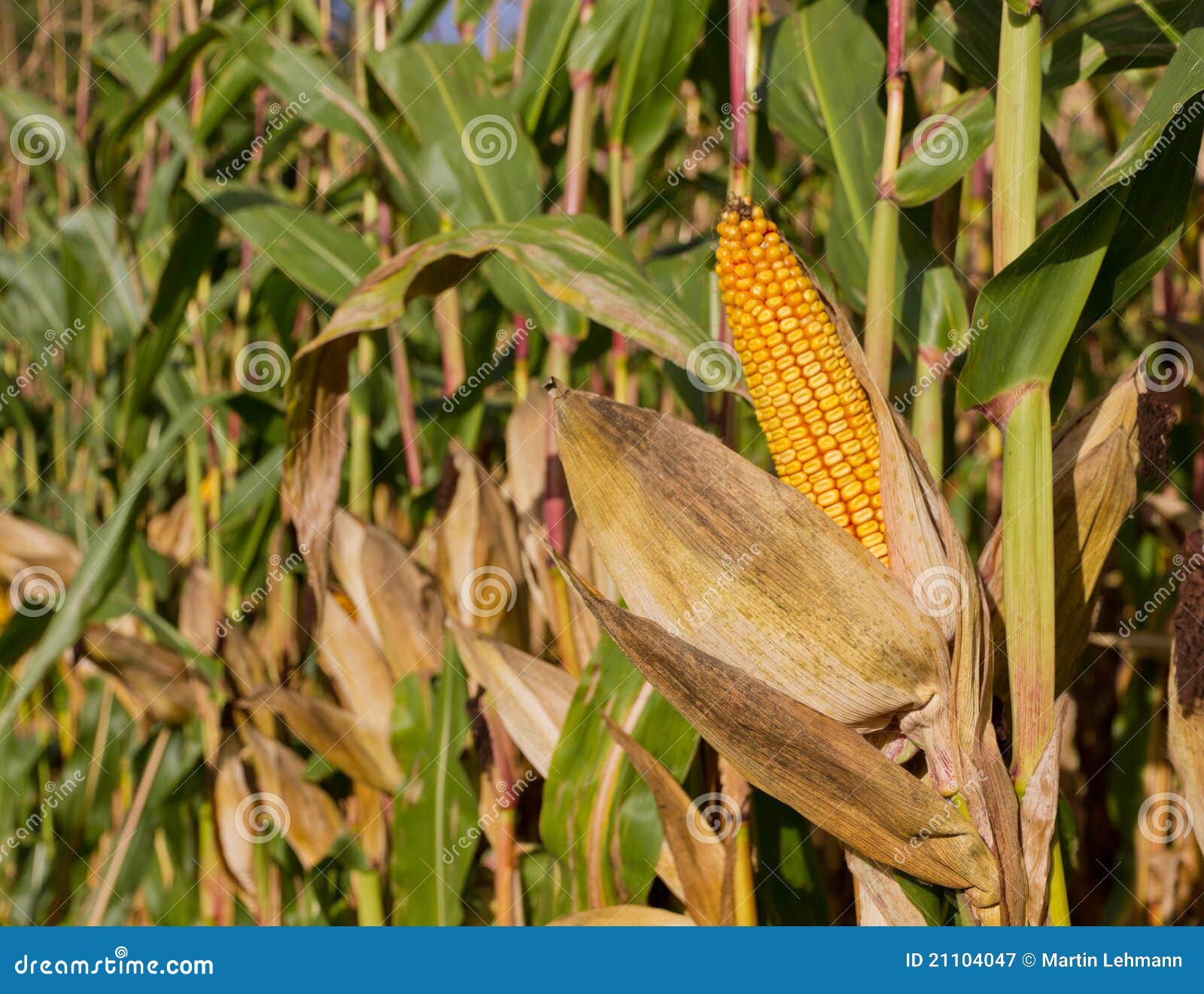 Cob of corn on cornfield stock image. Image of summer - 21104047