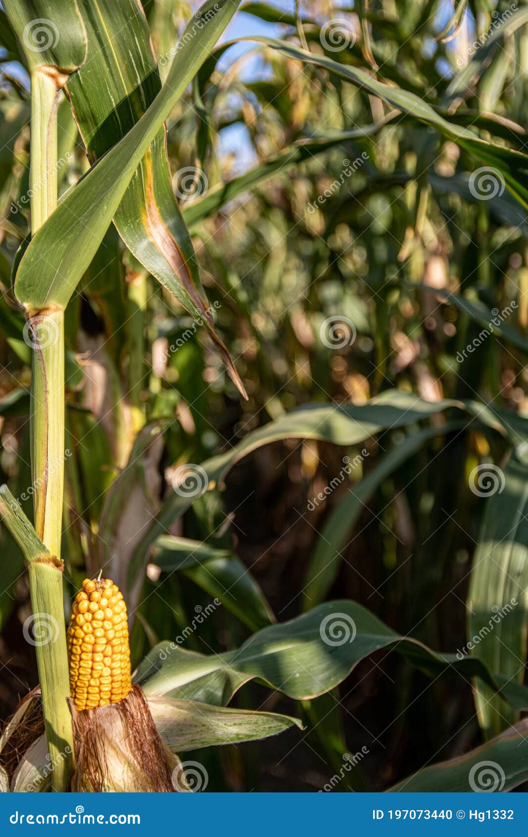 A cob in a corn field stock photo. Image of ripe, leaf - 197073440
