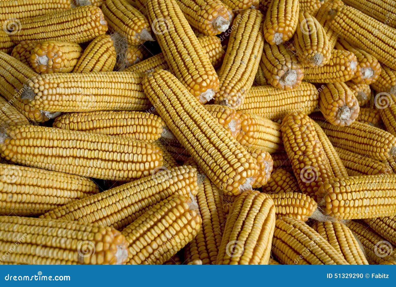 Cob corn stock photo. Image of corncob, popcorn, farm - 51329290