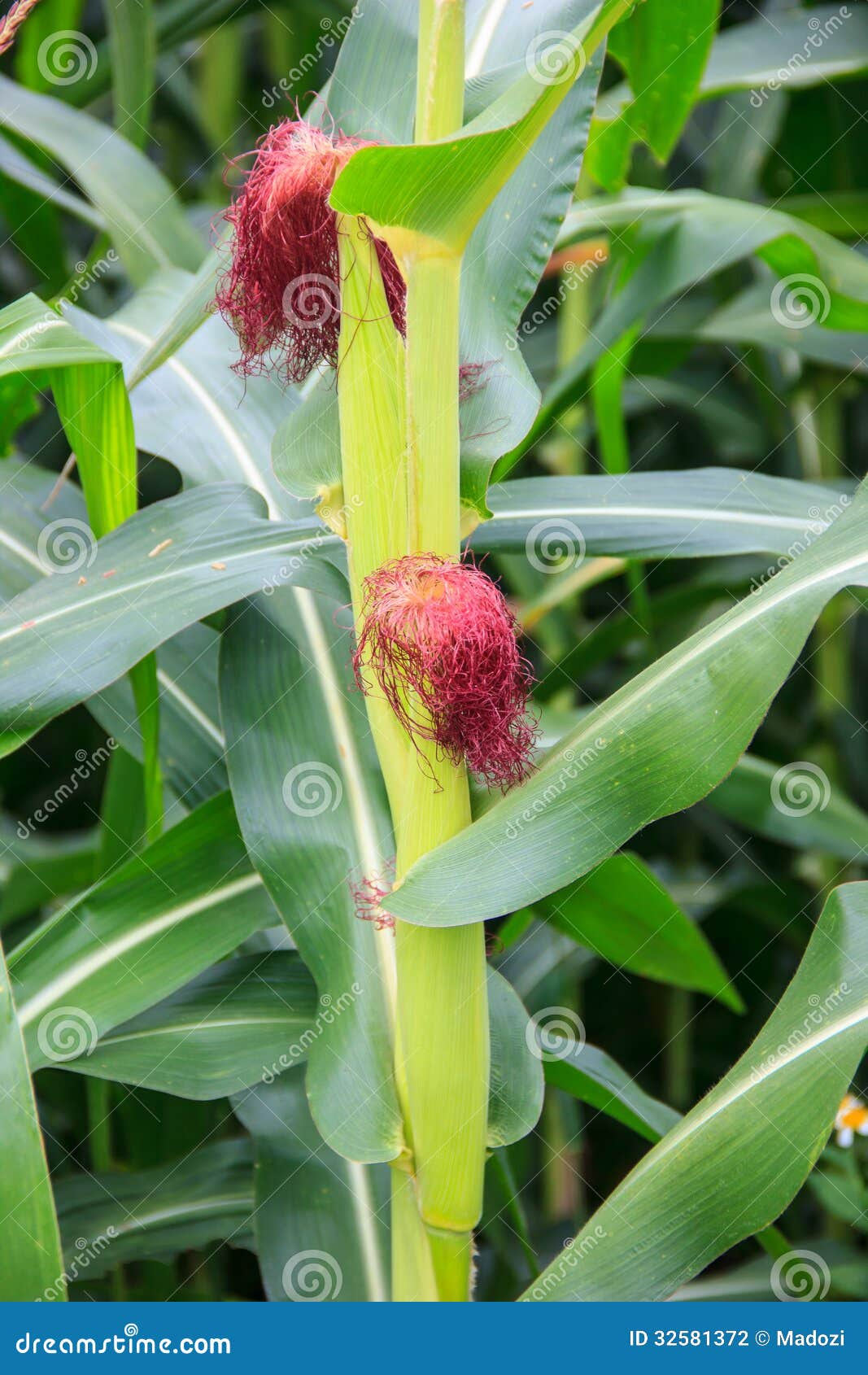 Cob of Corn stock photo. Image of outside, garden, farm - 32581372