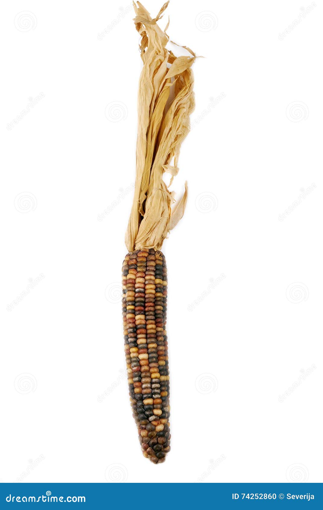 Cob corn Indian isolated stock photo. Image of food, black - 74252860
