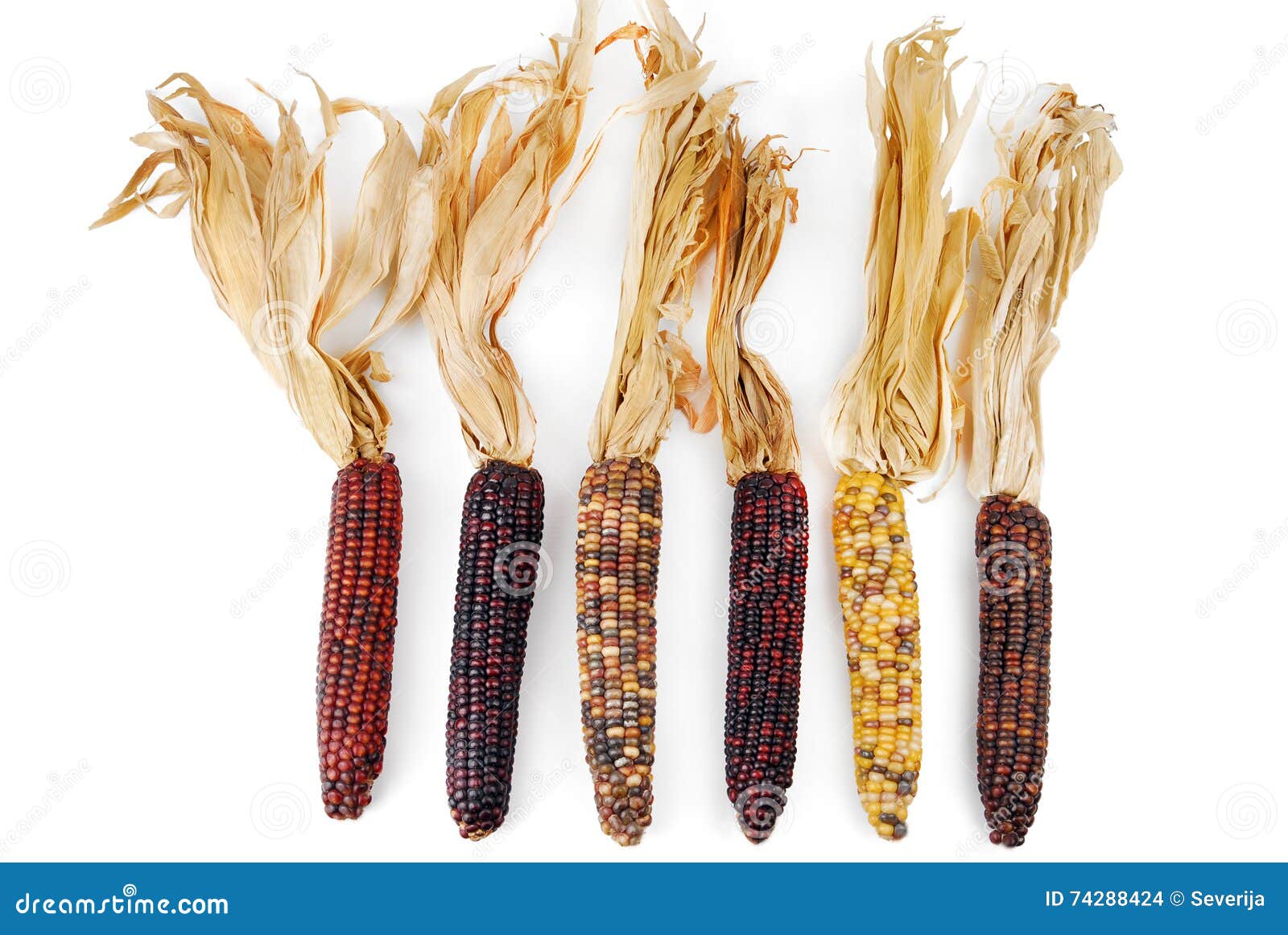 Cob corn Indian isolated stock photo. Image of decoration - 74288424
