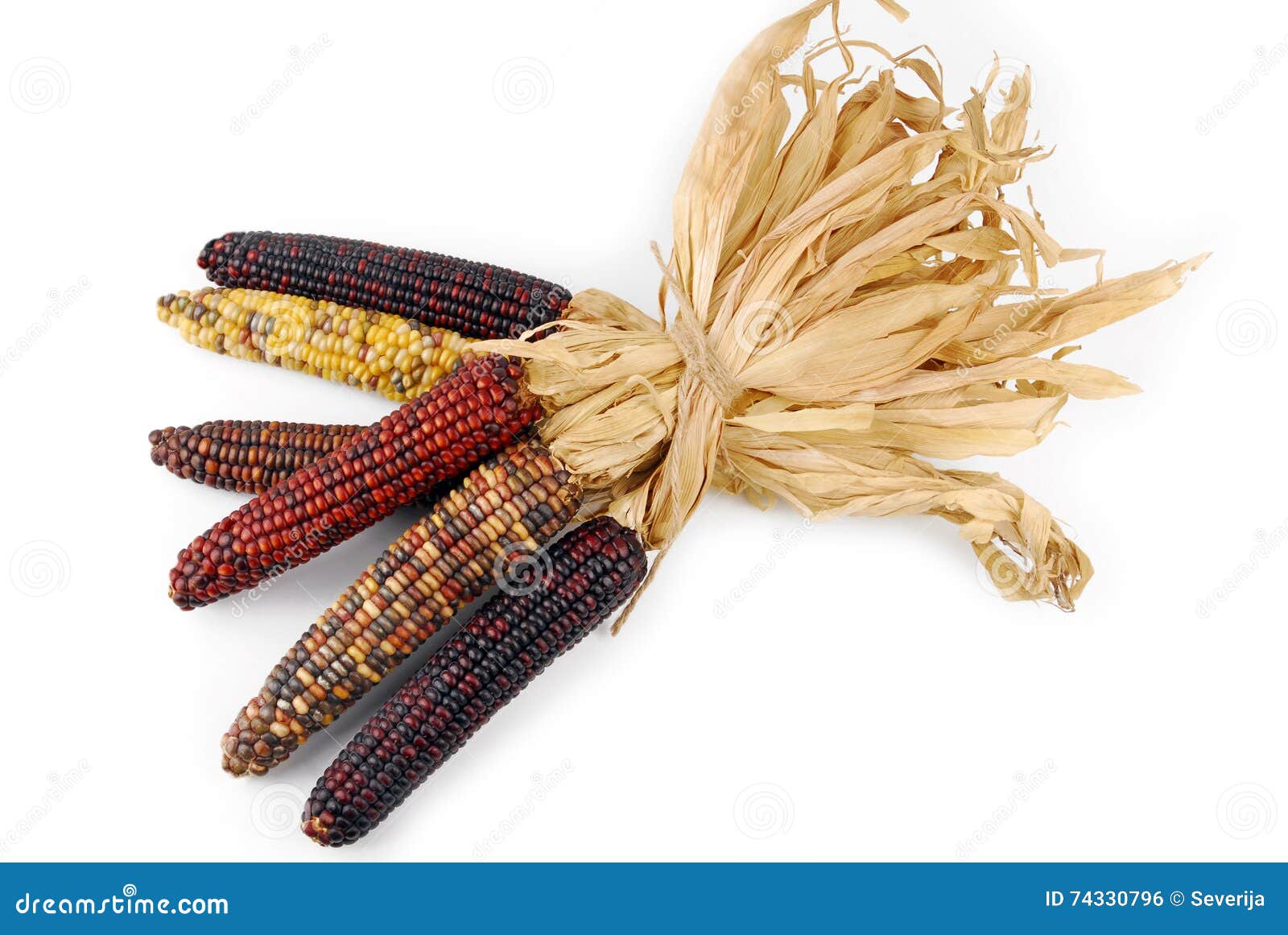 Cob corn Indian isolated stock photo. Image of corncob - 74330796