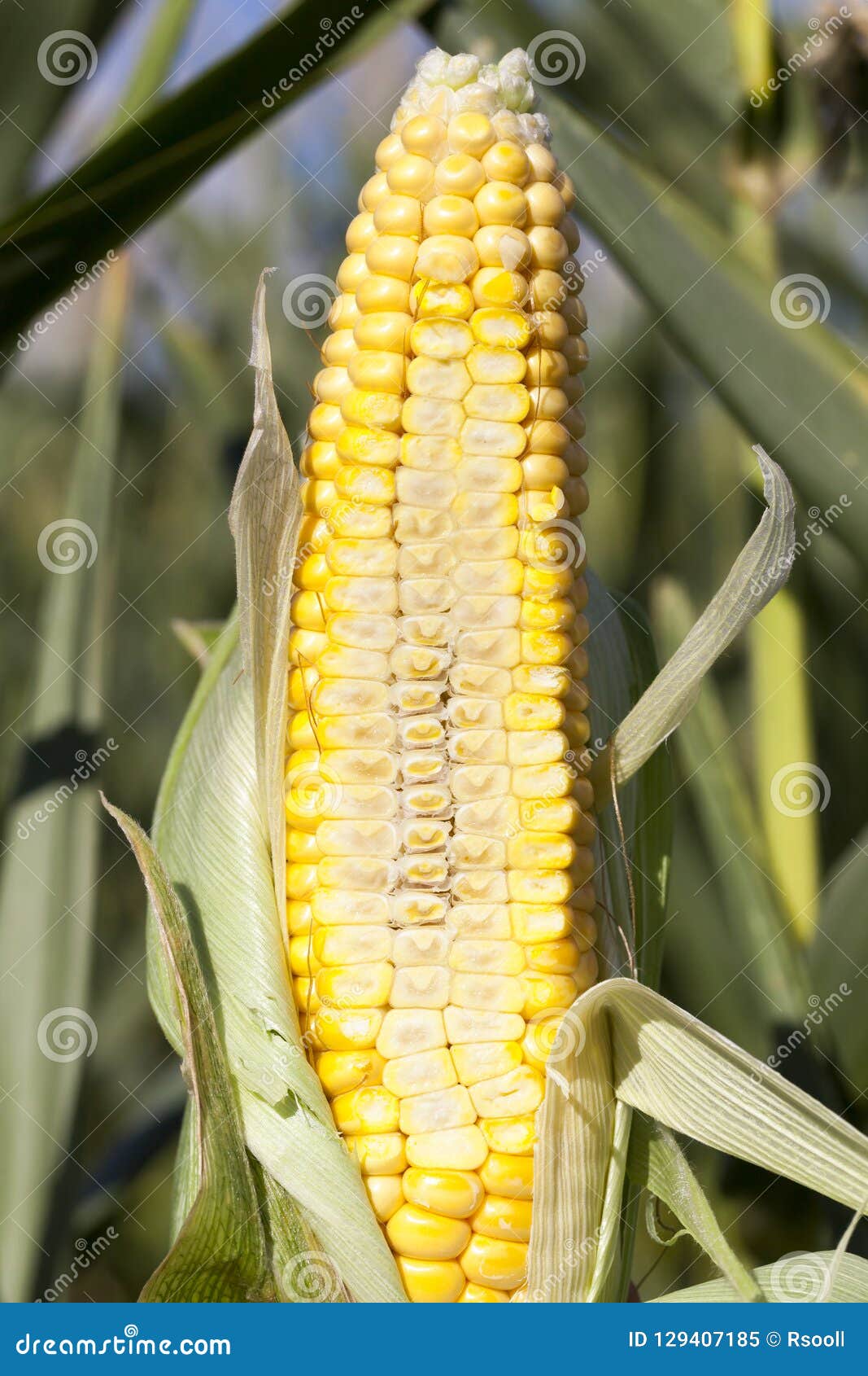 Cob corn stock image. Image of grow, grain, crop, cover - 129407185