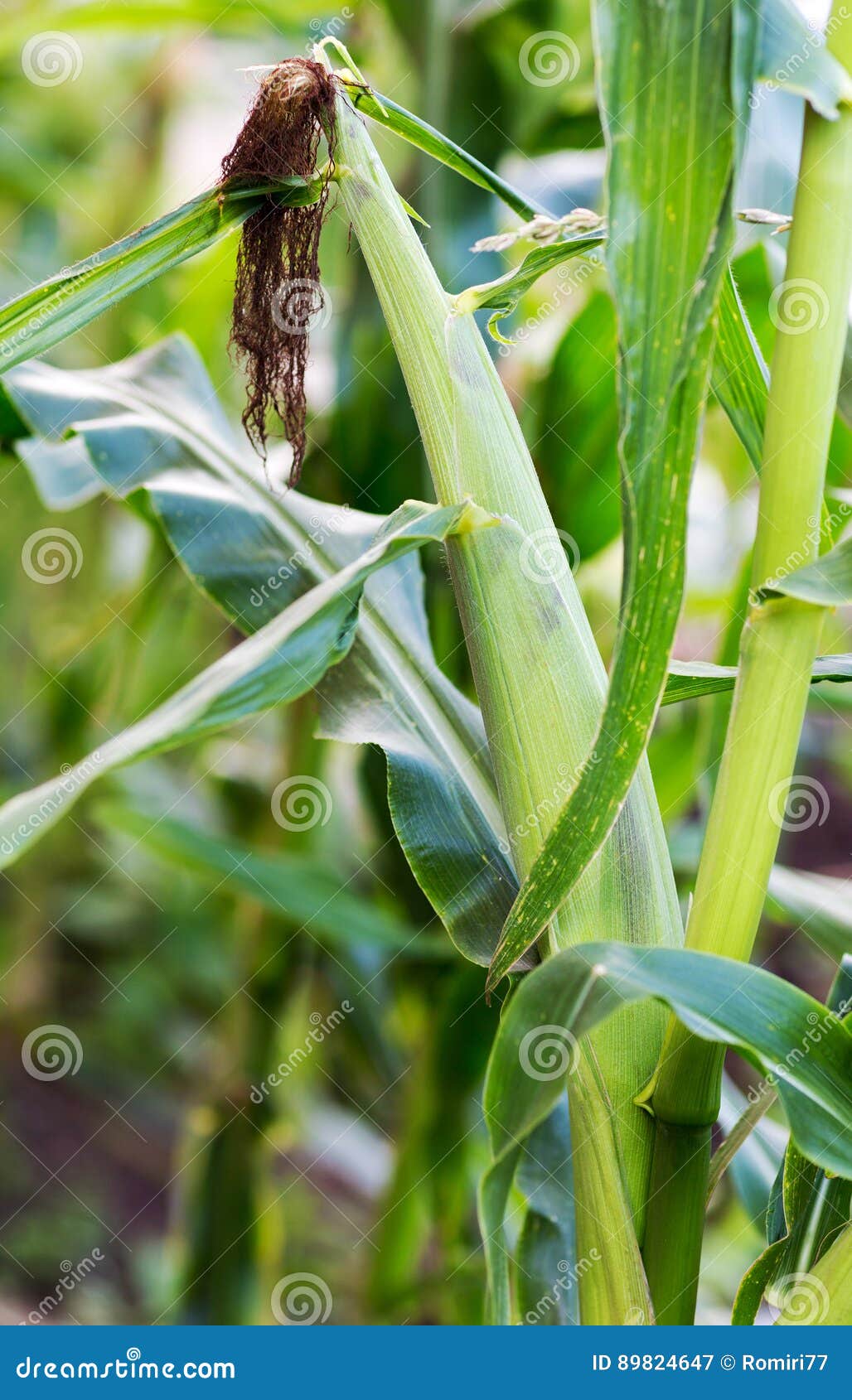 Cob corn on the stalk. stock image. Image of corn, summer - 89824647