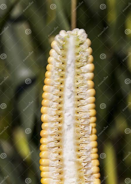 Cob corn structure inside stock image. Image of cobs - 129409557