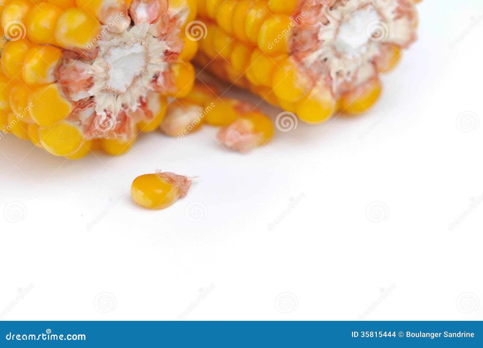 Cob grains stock photo. Image of studio, yellow, food - 35815444