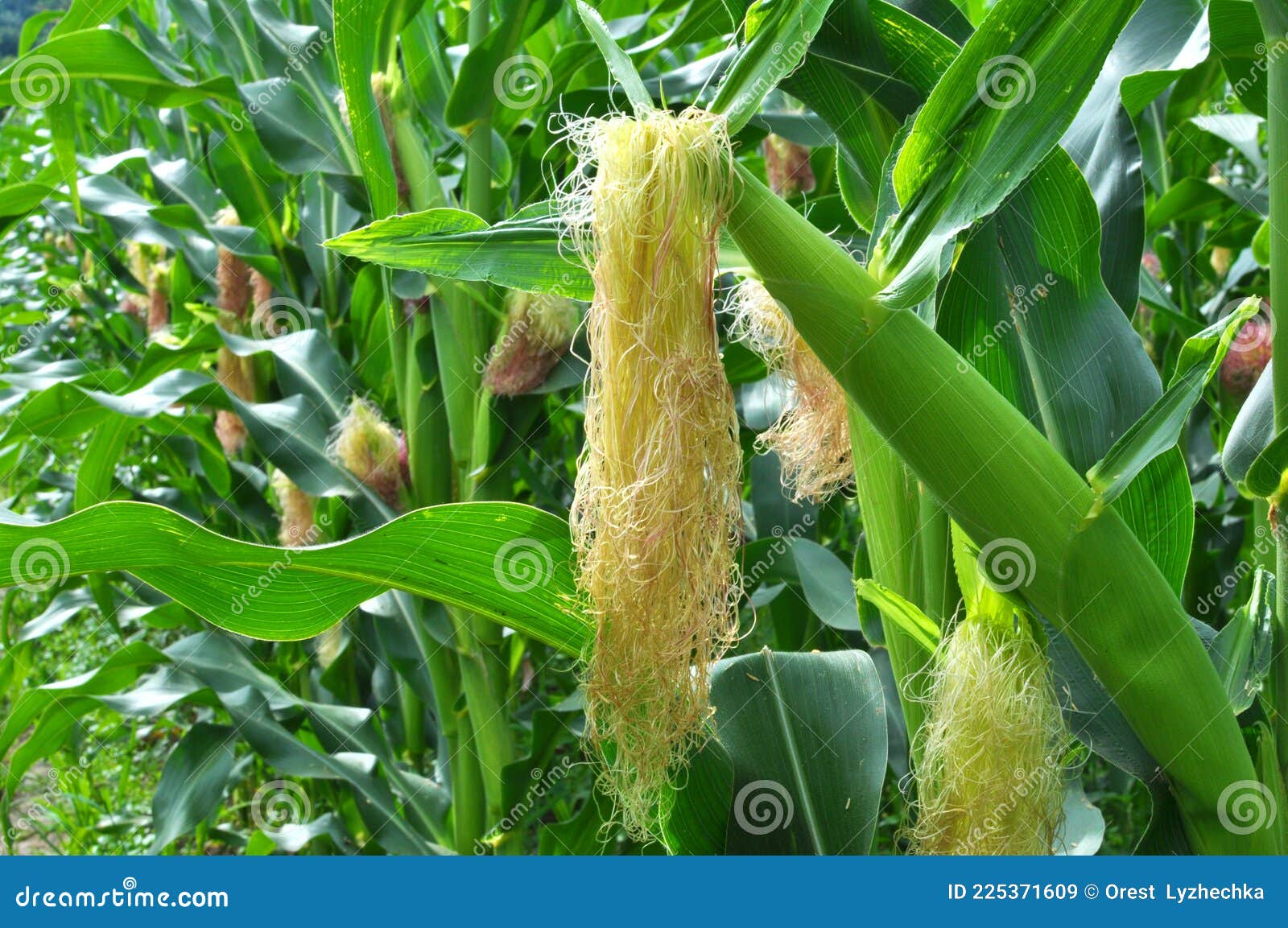 A Cob Grows on a Young Corn Stalk Stock Image - Image of fresh ...