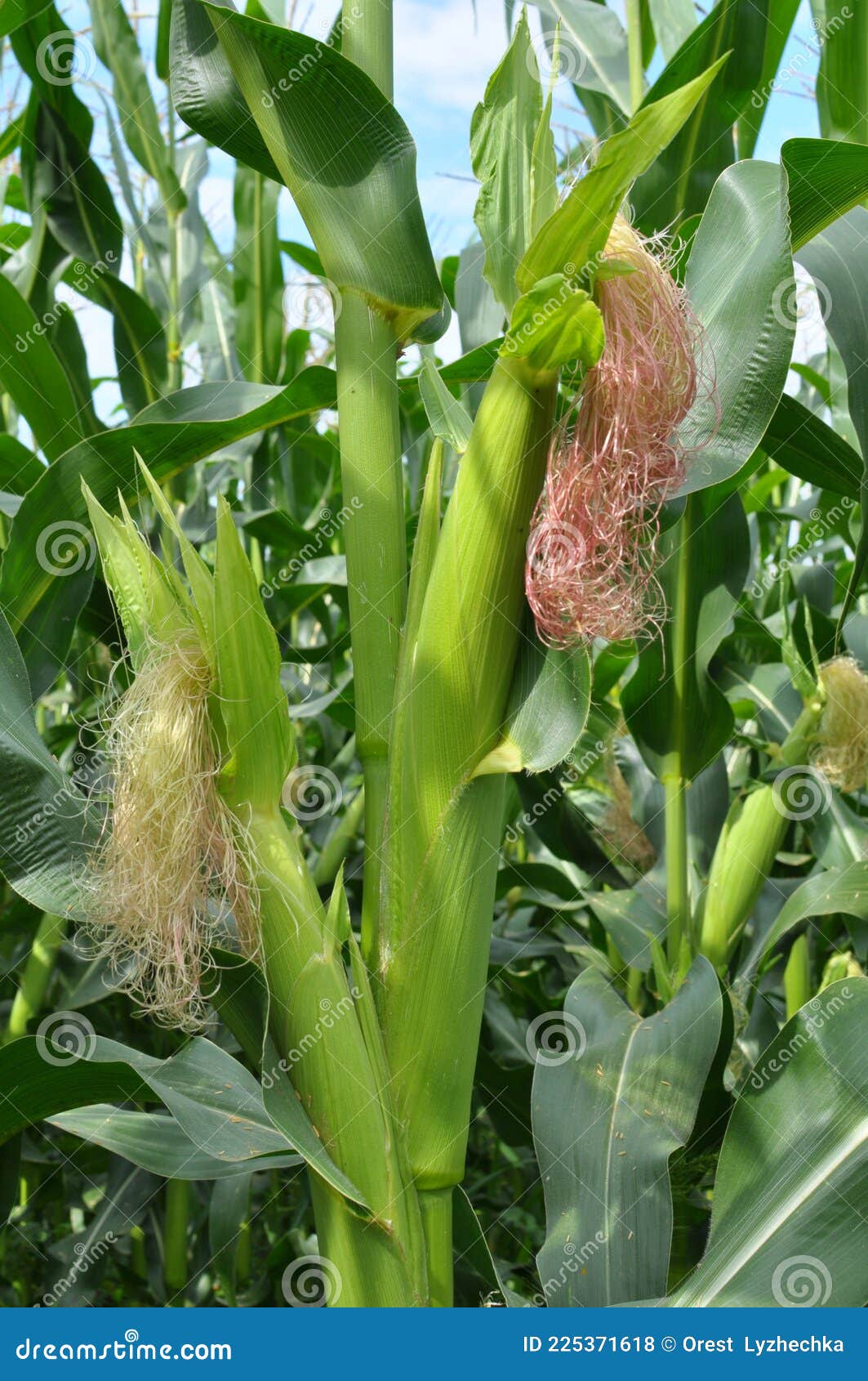 A Cob Grows on a Young Corn Stalk Stock Photo - Image of growing ...