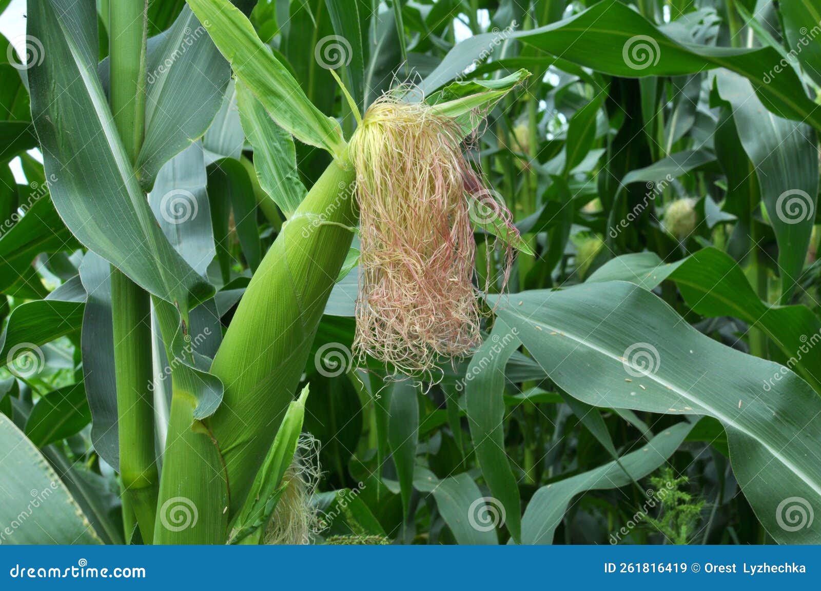 A Cob Grows on a Young Corn Stalk Stock Image - Image of grain, farming ...