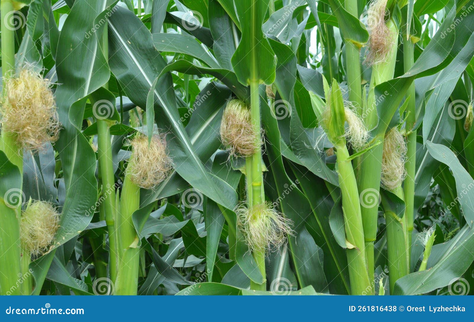 A Cob Grows on a Young Corn Stalk Stock Photo - Image of farmland ...