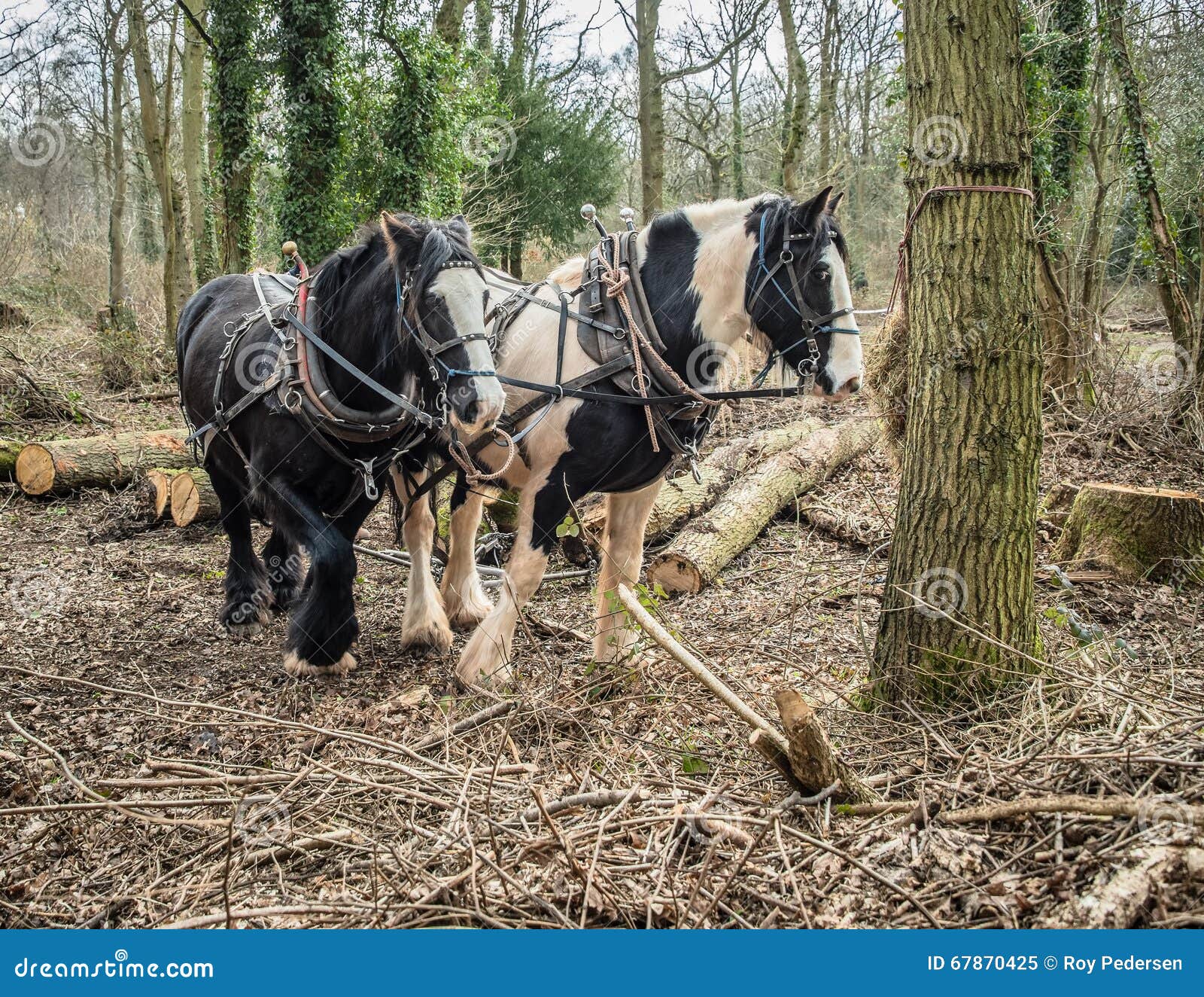 Cob Horse team stock image. Image of workhorse, natural - 67870425