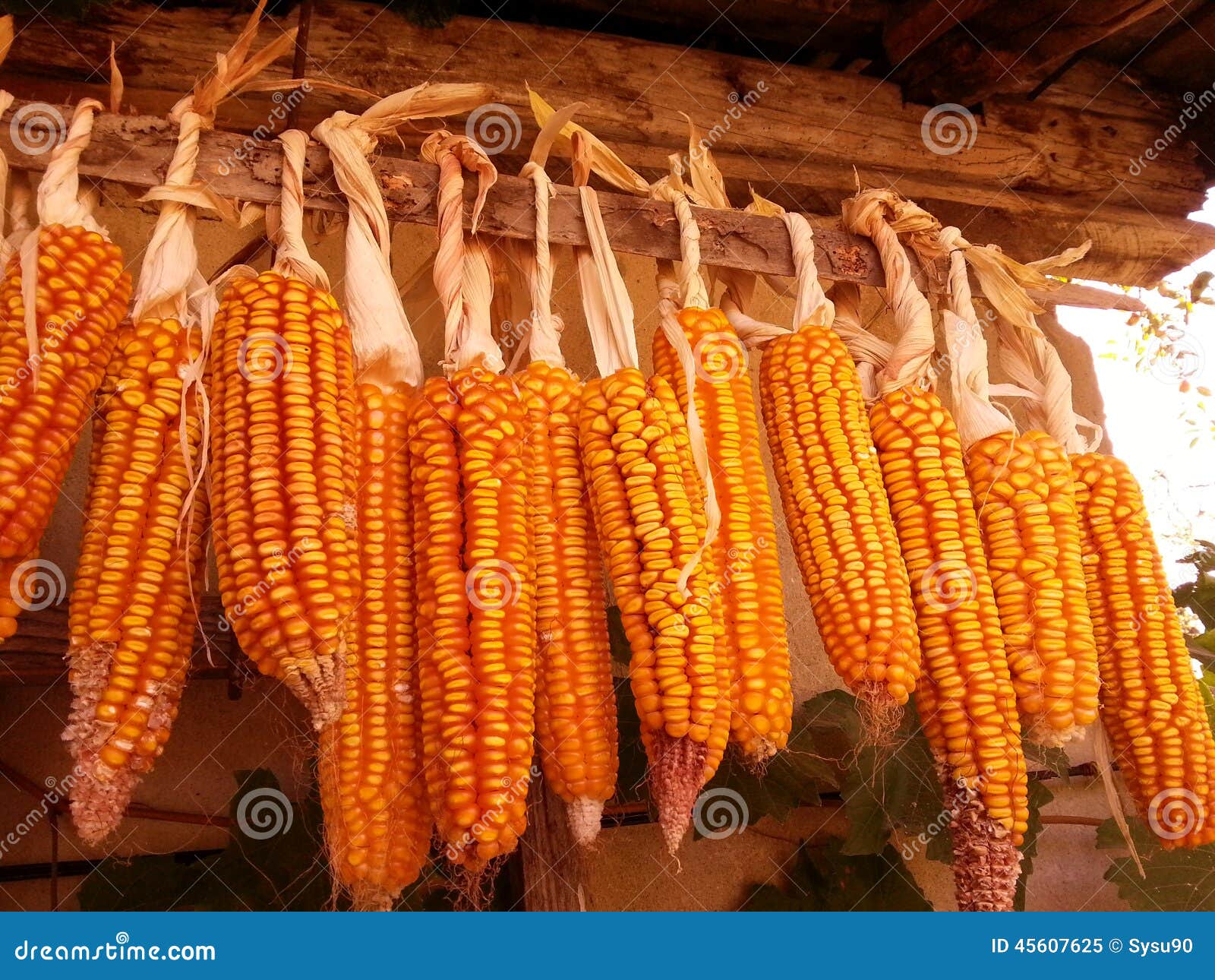 Cob maize photo stock image. Image of maize, country - 45607625