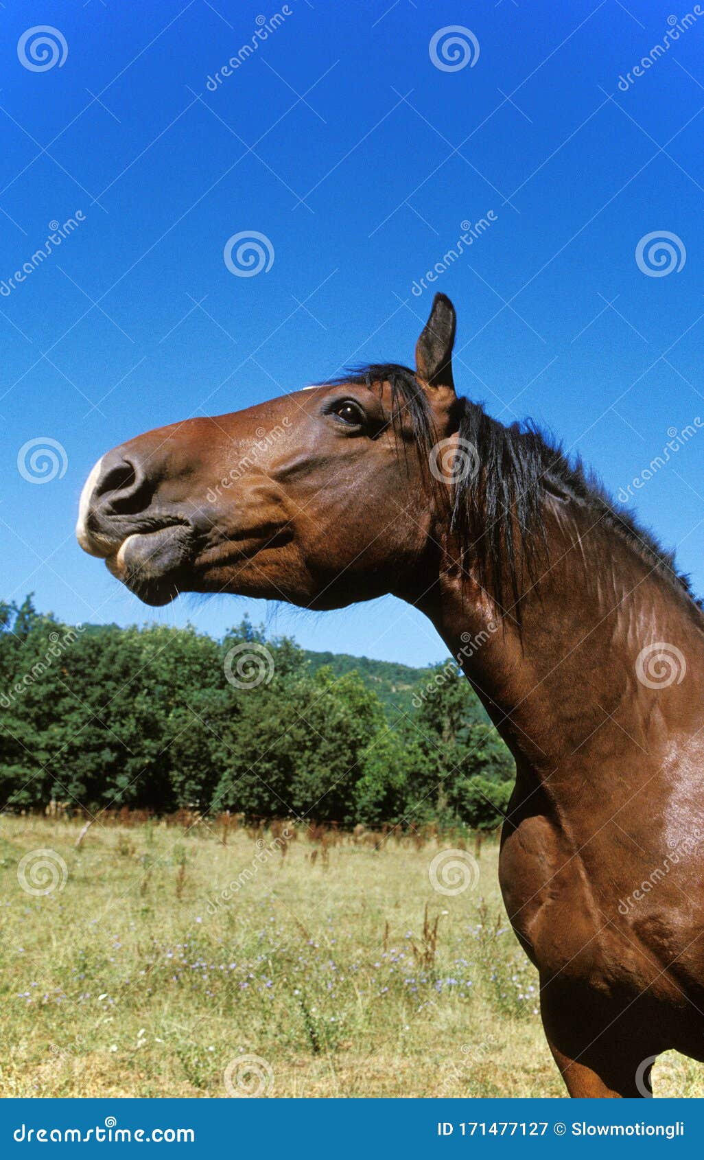 COB NORMAND stock image. Image of norman, head, profile - 171477127
