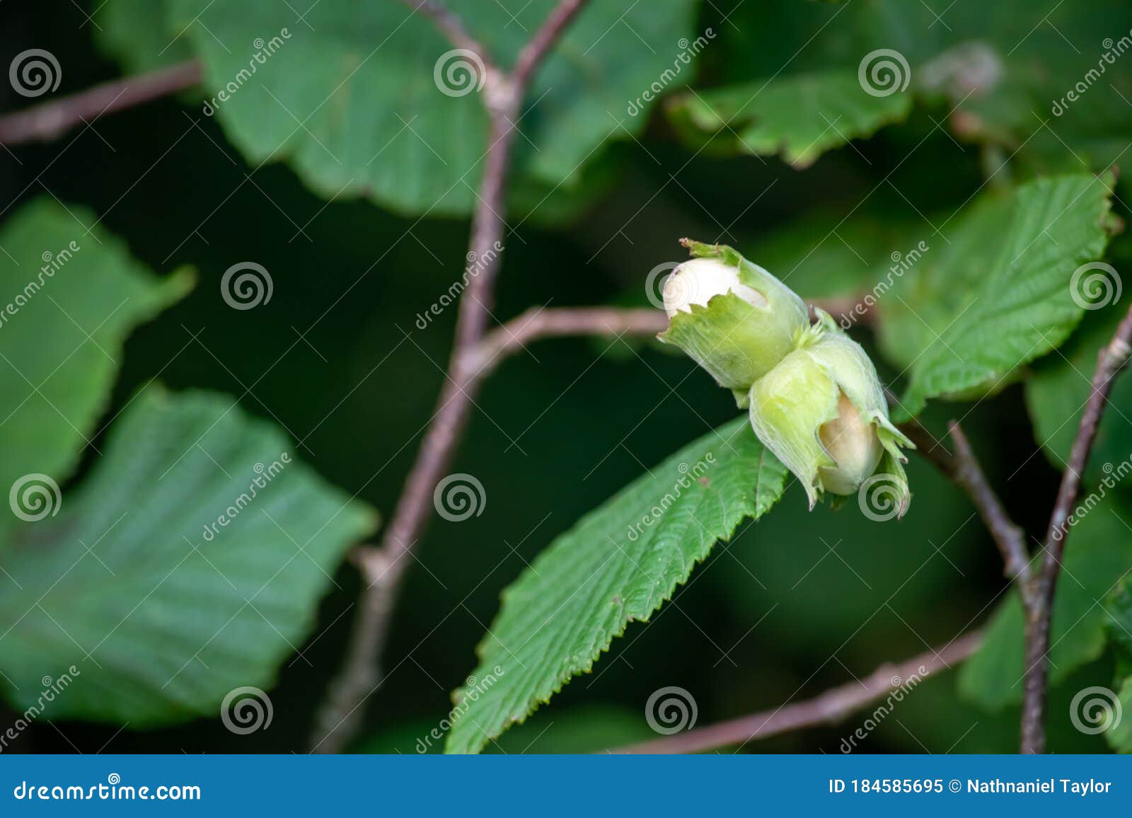 Cob Nuts or Hazel Nuts Growing on a Tree Stock Image - Image of fruit ...