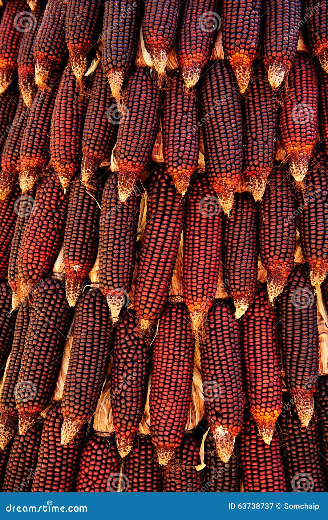 Cob purple corn stock image. Image of fresh, freshness - 63738737