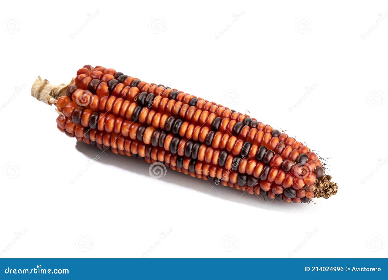 Cob of Red Corn Isolated on White Background Stock Photo - Image of ...