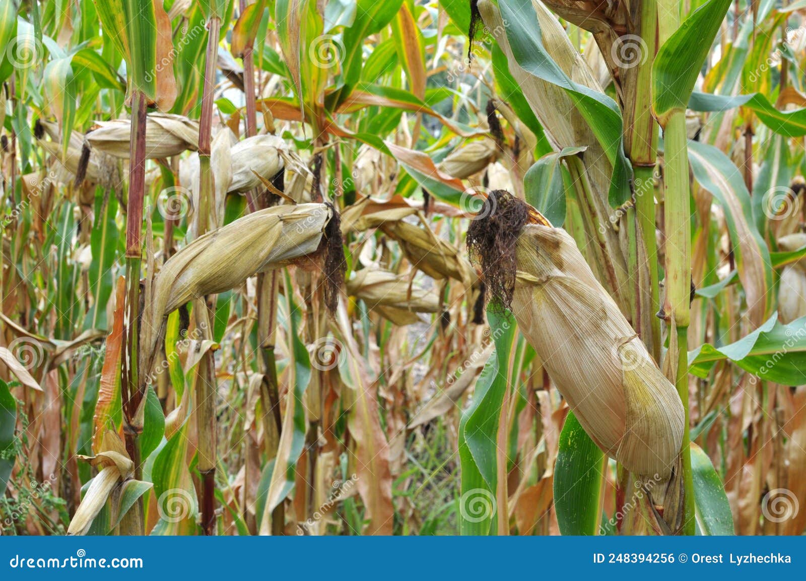 A Cob Ripened on a Corn Stalk Stock Photo - Image of nature, grain ...