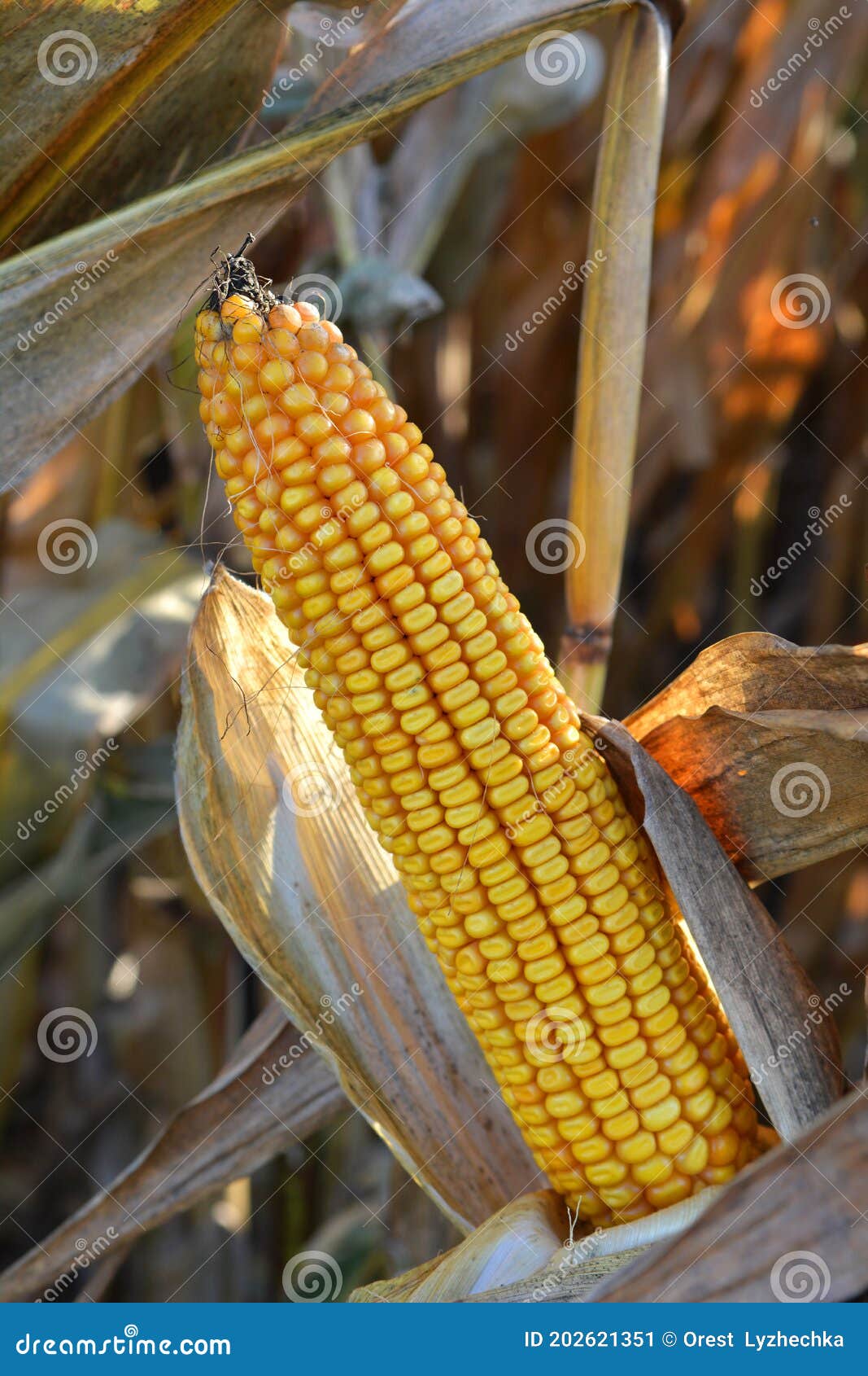 A Cob Ripened on a Corn Stalk Stock Image - Image of harvest, closeup ...