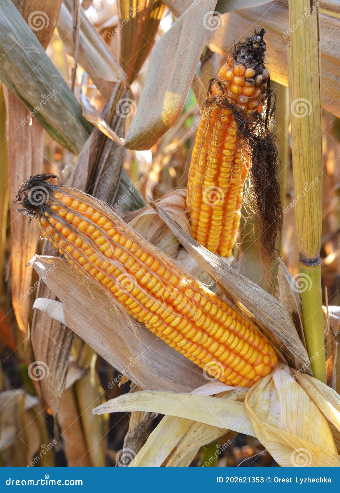 A Cob Ripened on a Corn Stalk Stock Image - Image of farmer, healthy ...