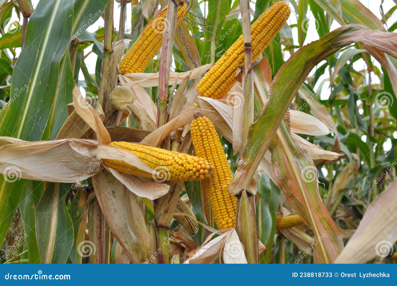 A Cob Ripened on a Corn Stalk Stock Image - Image of farm, field: 238818733