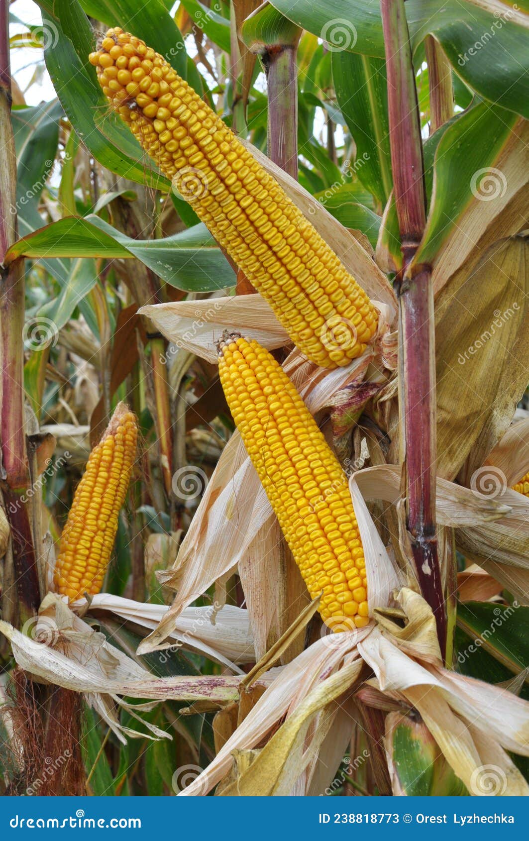 A Cob Ripened on a Corn Stalk Stock Image - Image of green, cereal ...
