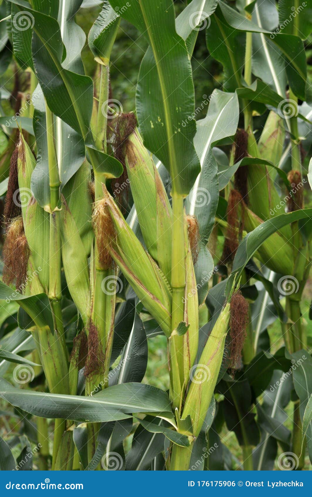 The Cob Ripens on a Corn Stalk Stock Photo - Image of green, healthy ...