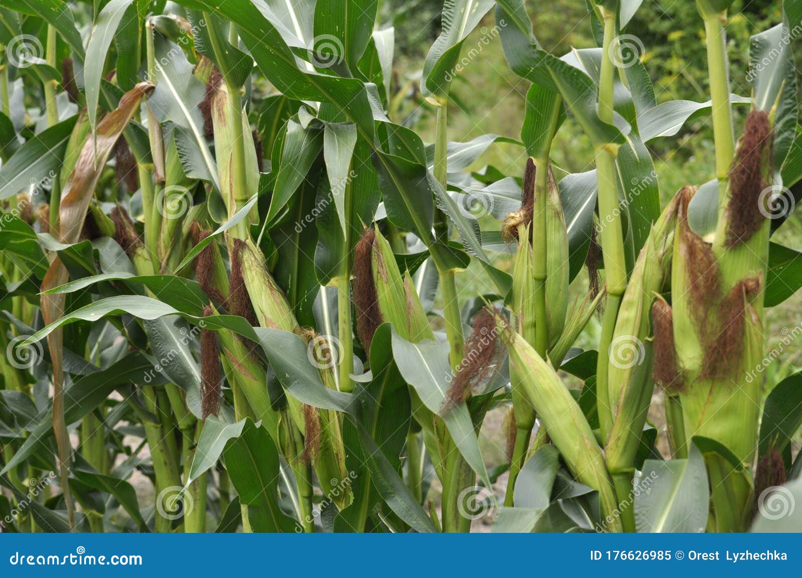 The Cob Ripens on a Corn Stalk Stock Image - Image of harvesting ...