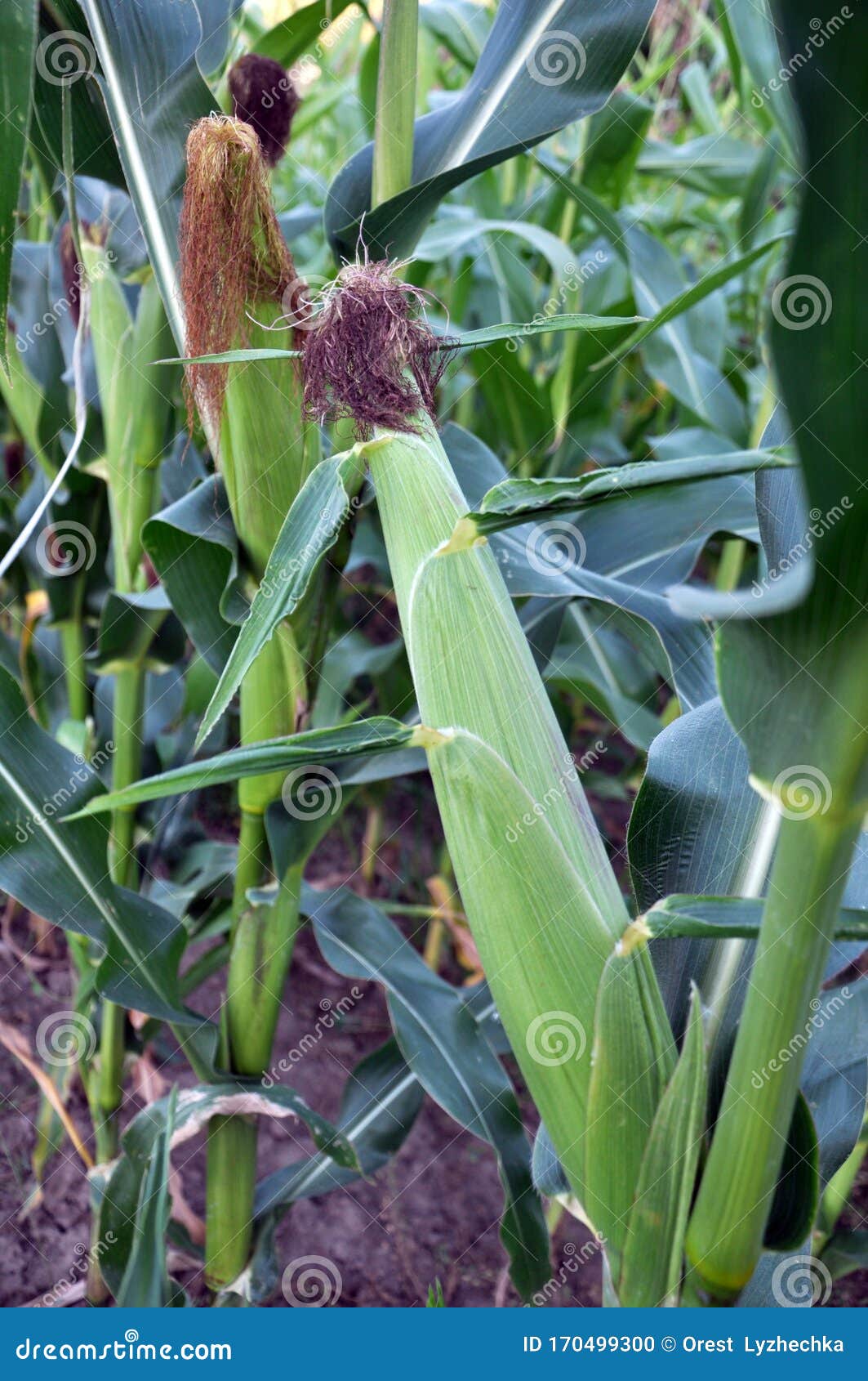 The Cob Ripens on a Corn Stalk Stock Photo - Image of growth, crop ...