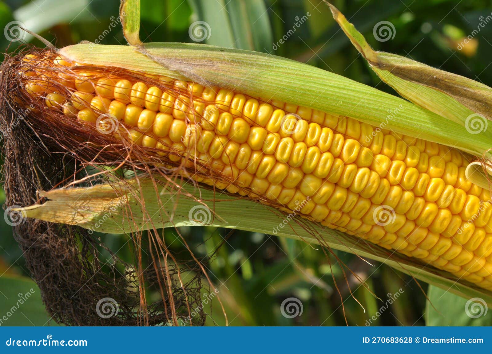 A Cob Ripens on a Young Corn Stalk Stock Photo - Image of farm, summer ...