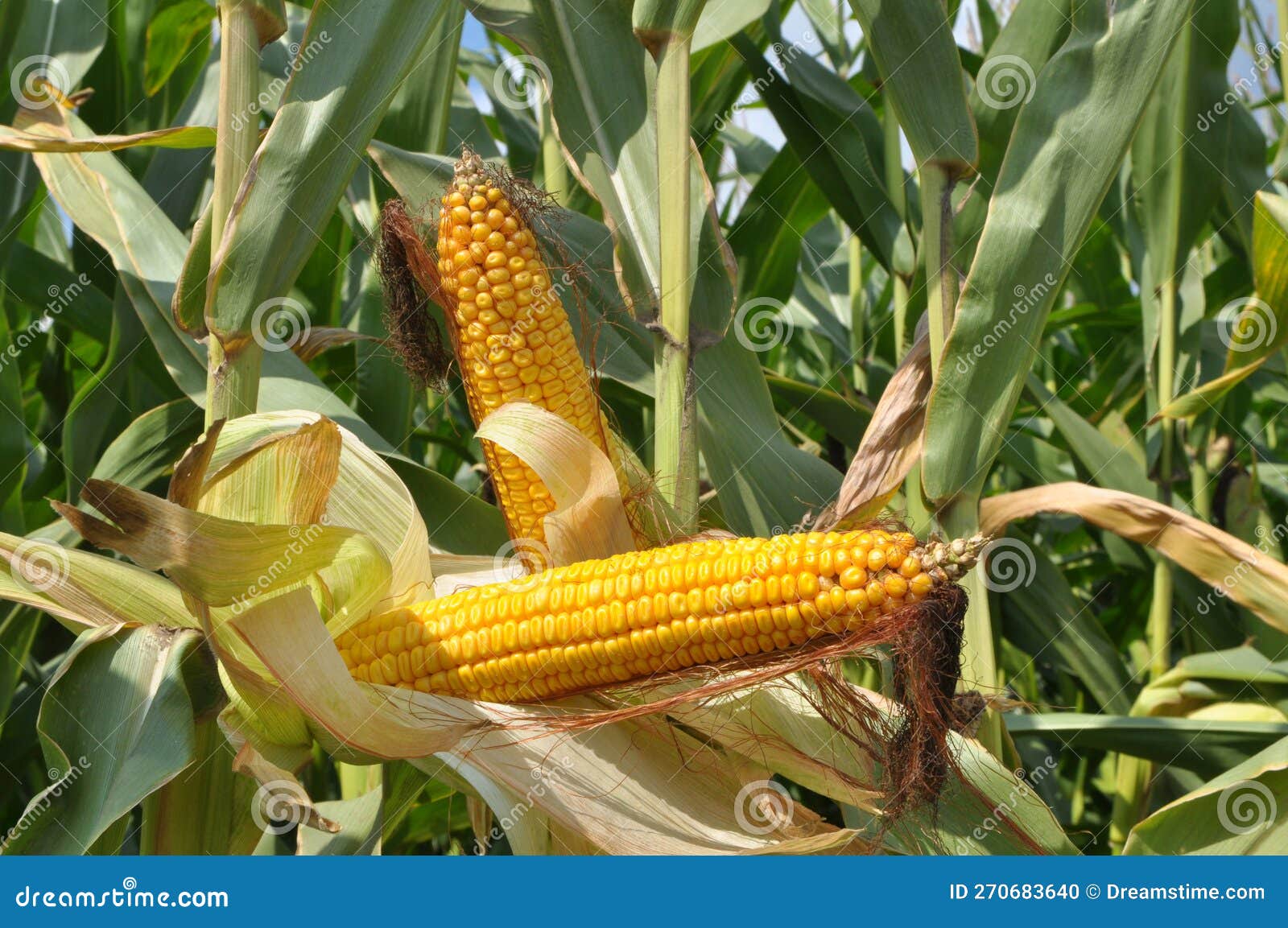 A Cob Ripens on a Young Corn Stalk Stock Photo - Image of food ...