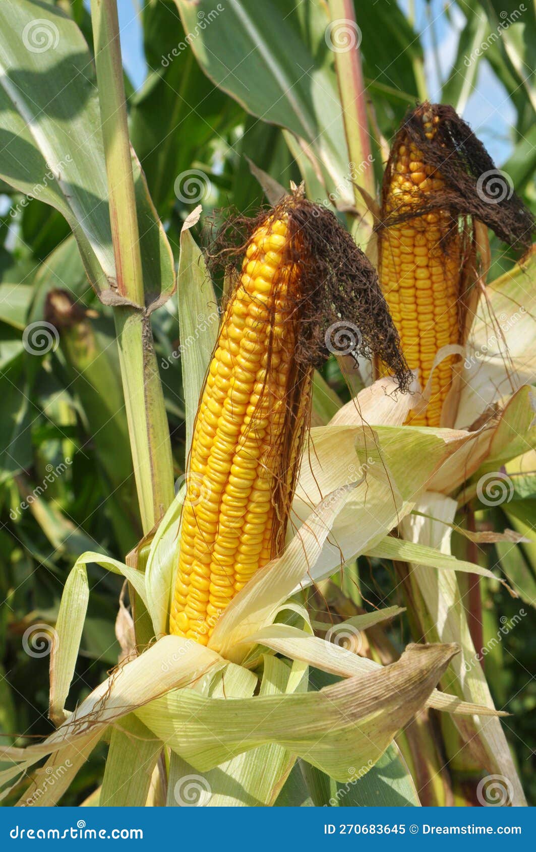 A Cob Ripens on a Young Corn Stalk Stock Image - Image of fresh, summer ...