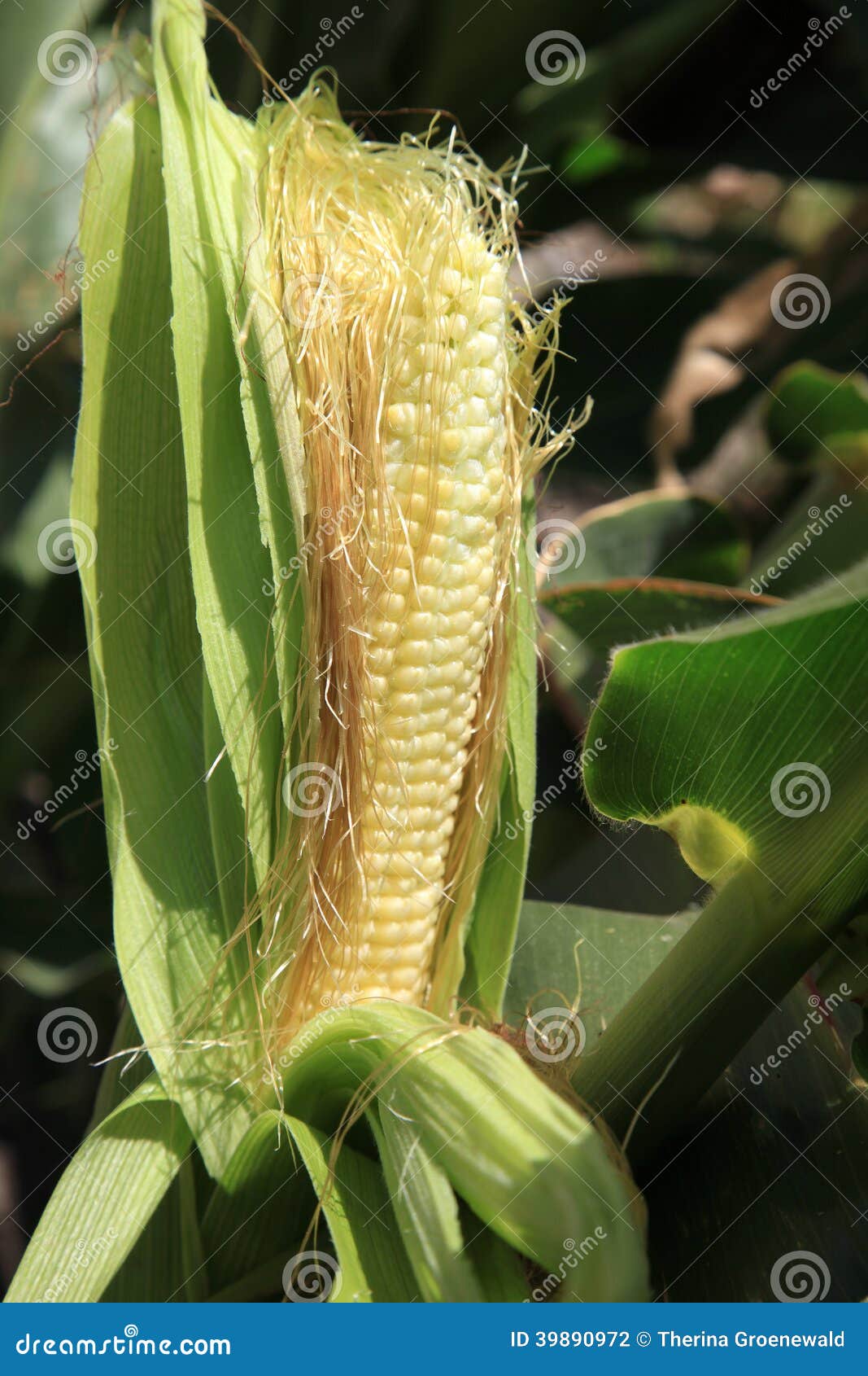 Cob on stalk. stock photo. Image of vegetable, harvest - 39890972