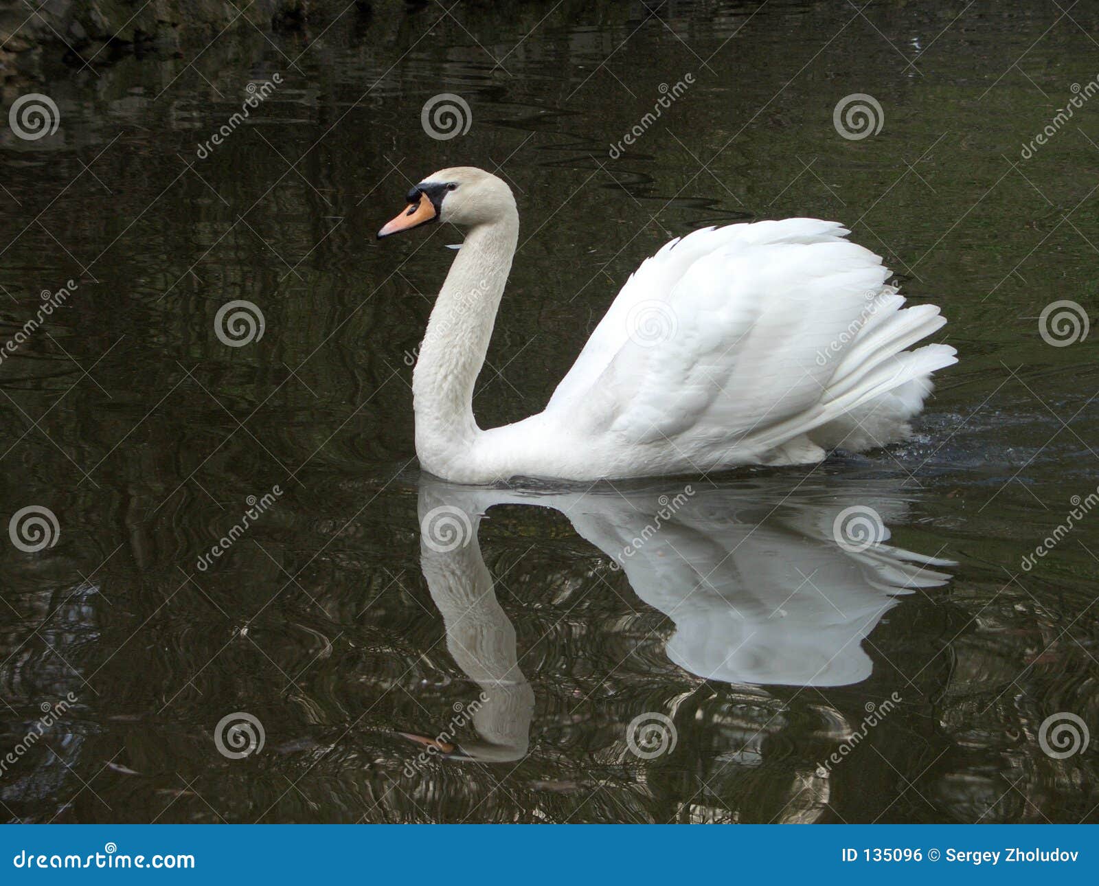 Cob-swan stock photo. Image of romantic, bird, feather - 135096