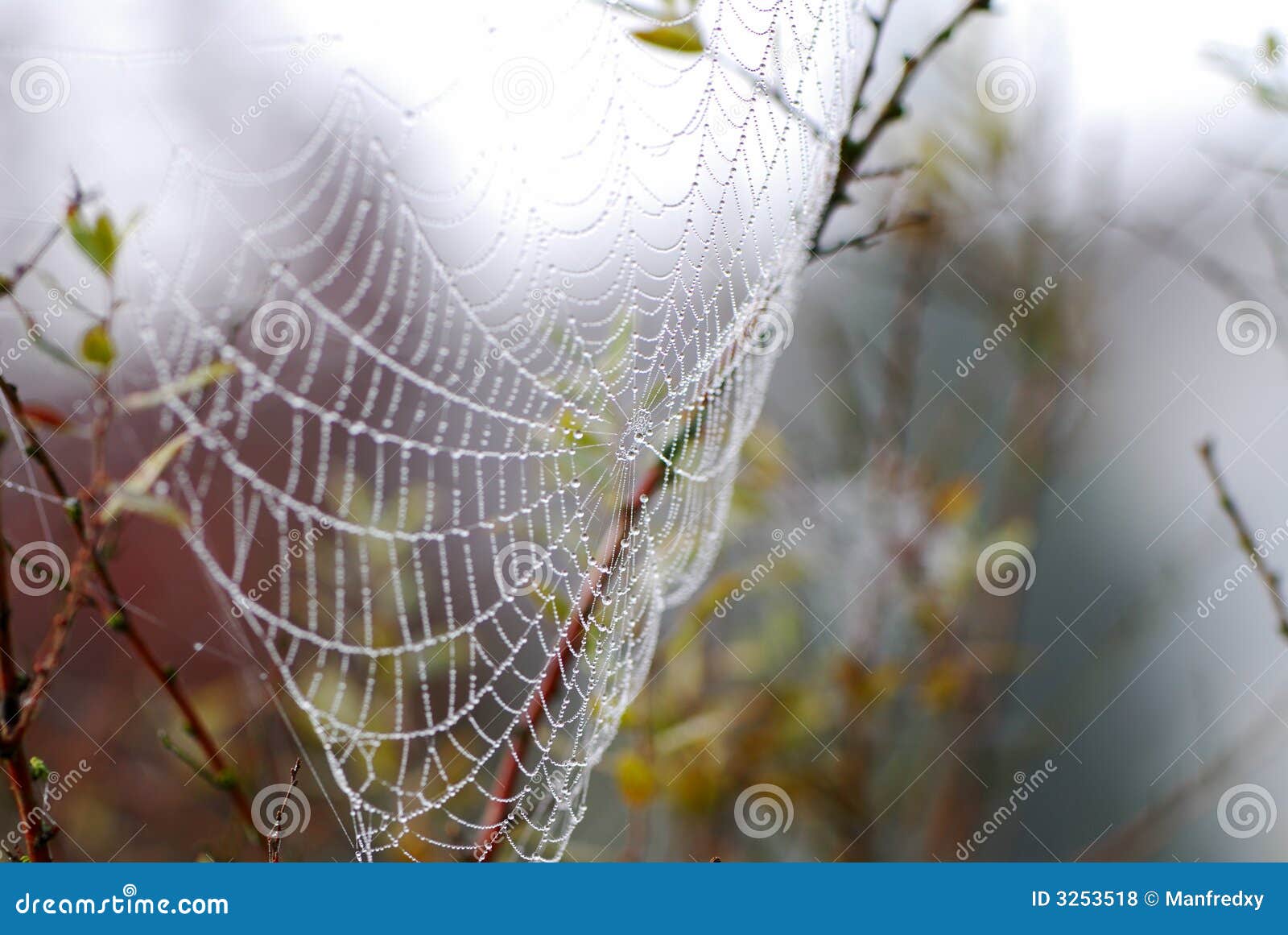 823 Cob Web Photos - Free & Royalty-Free Stock Photos from Dreamstime