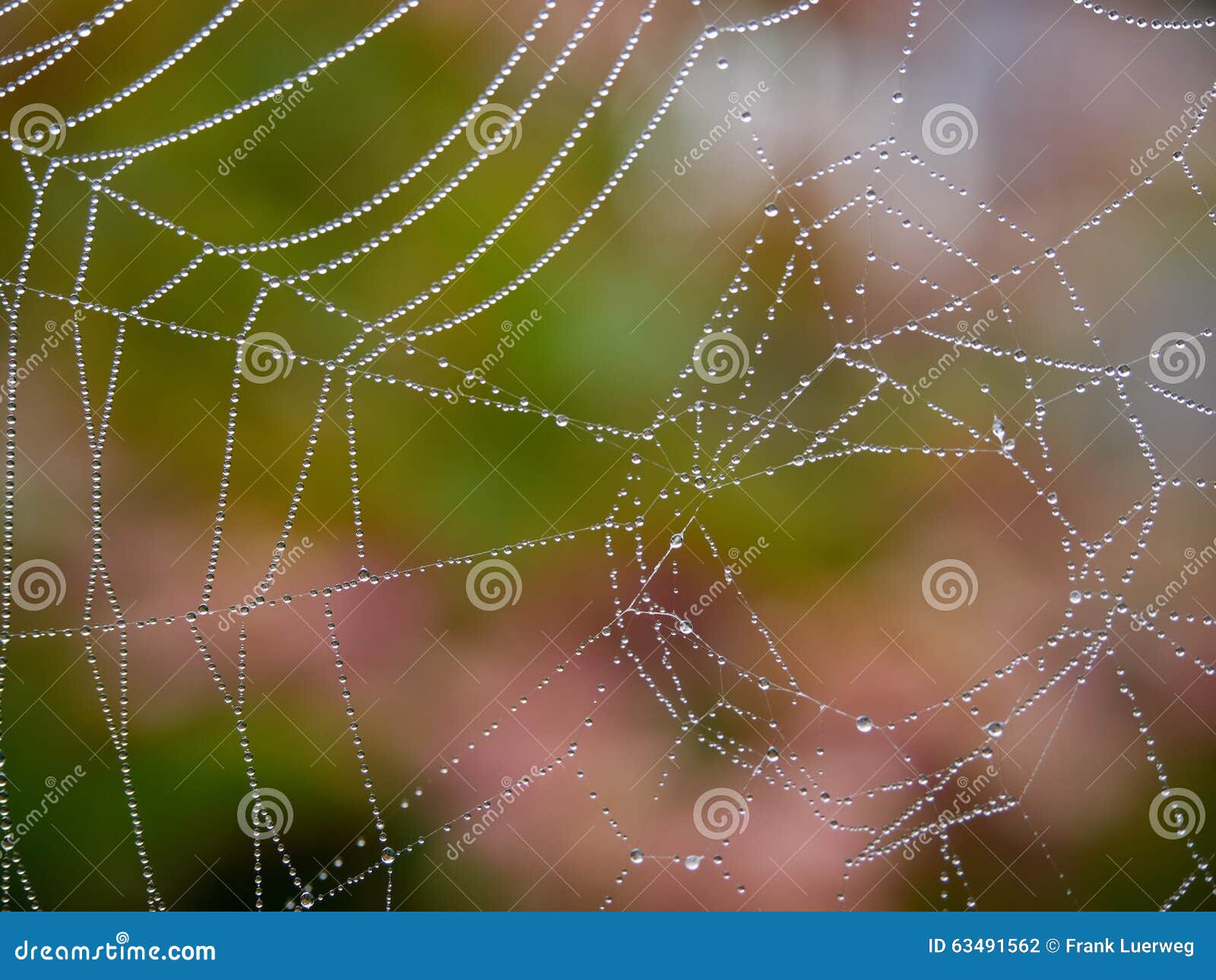 Cob web with dew stock photo. Image of rain, trap, spiders - 63491562