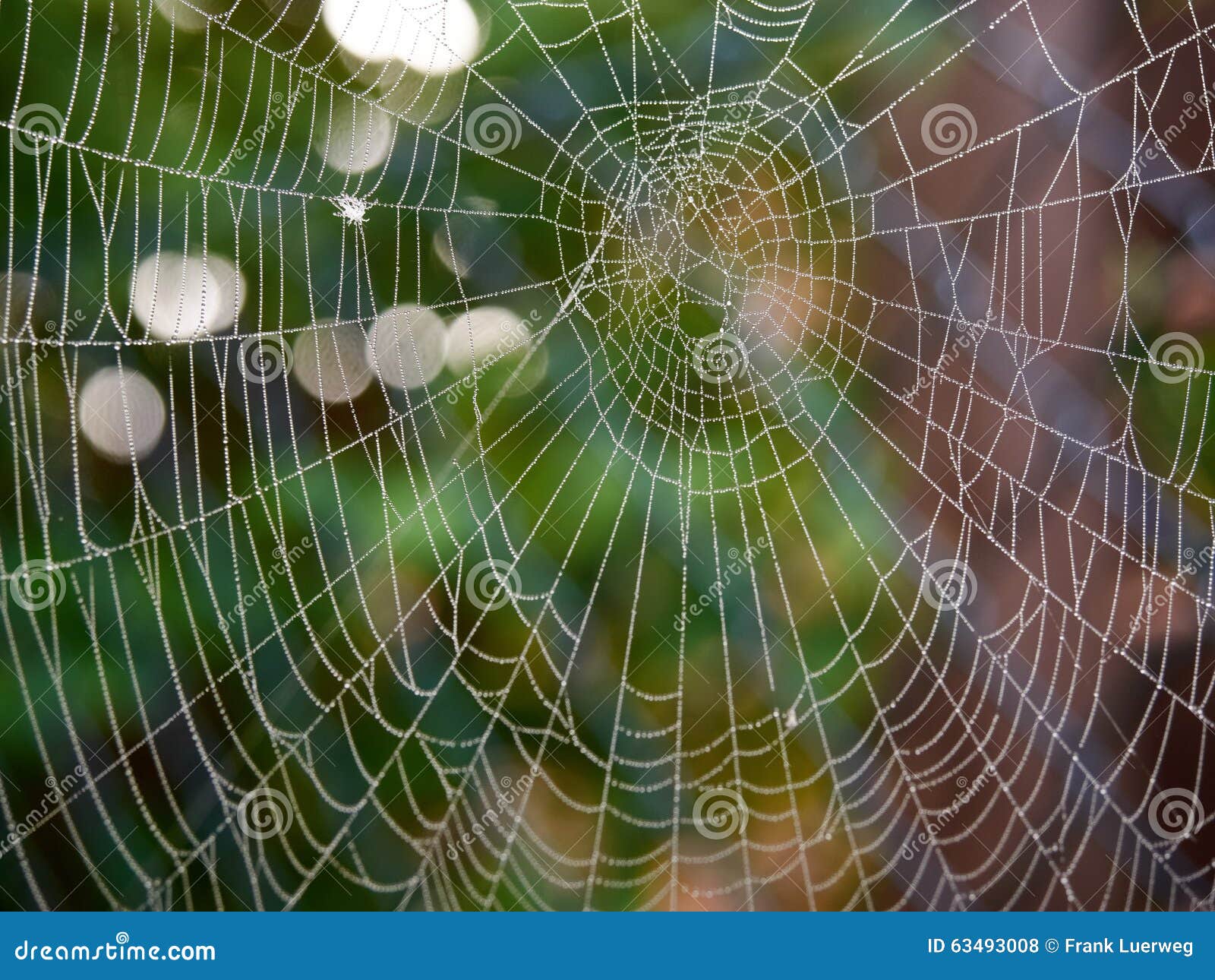 Cob web with dew stock photo. Image of rain, glistening - 63493008