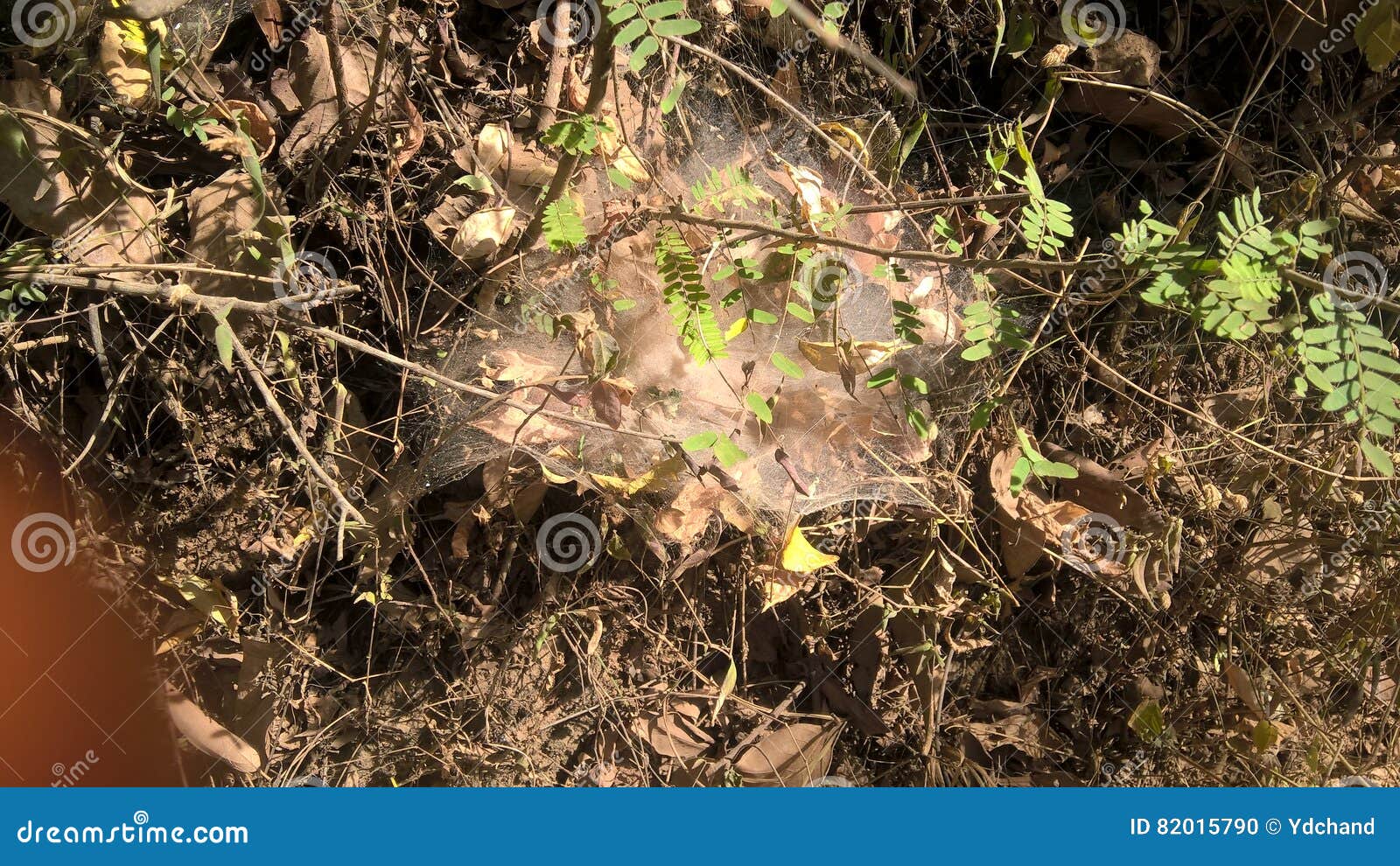 Cob web stock photo. Image of natural, home, food, nature - 82015790